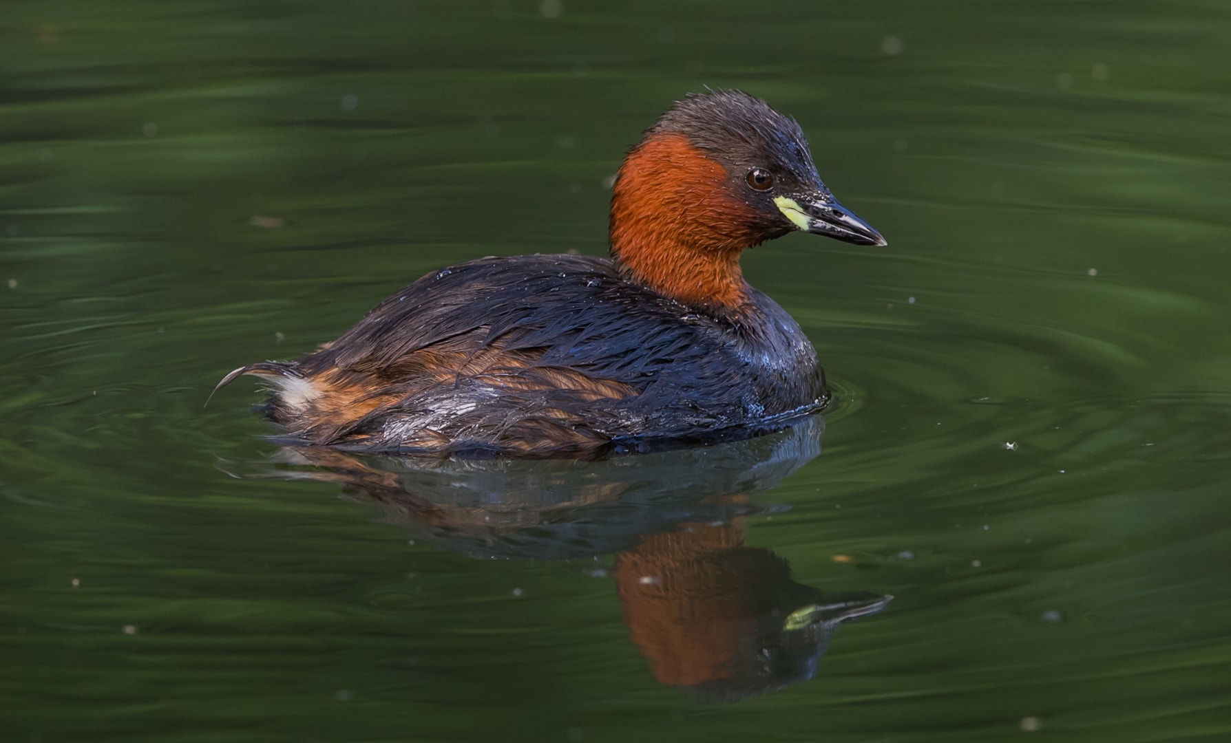 Little Grebe by Peter Garrity - BirdGuides