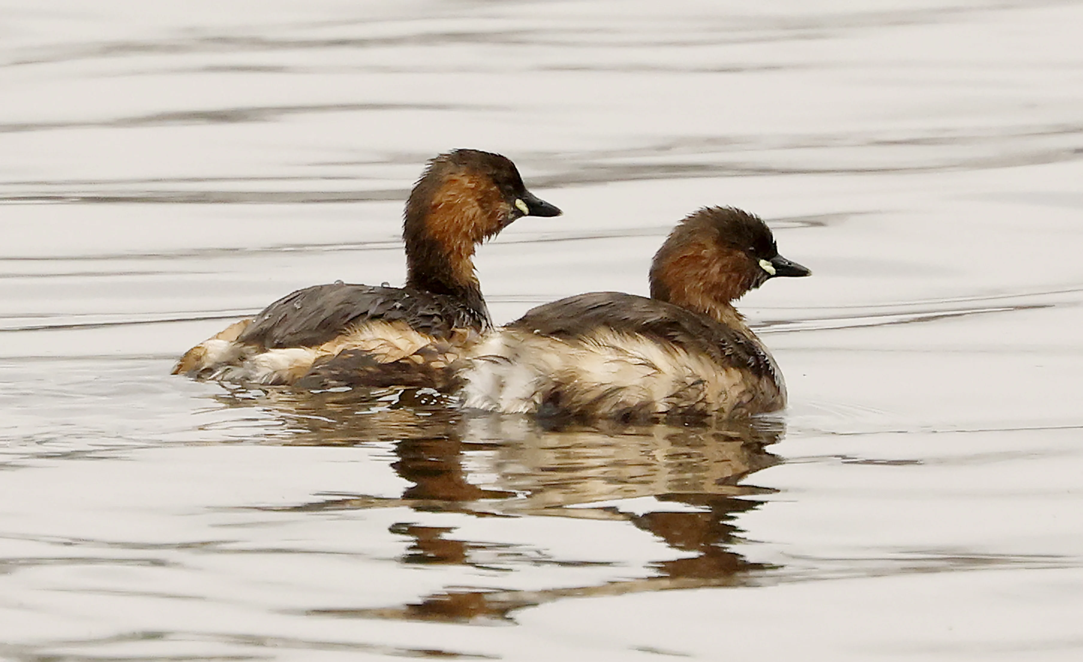 Details : Little Grebe - BirdGuides
