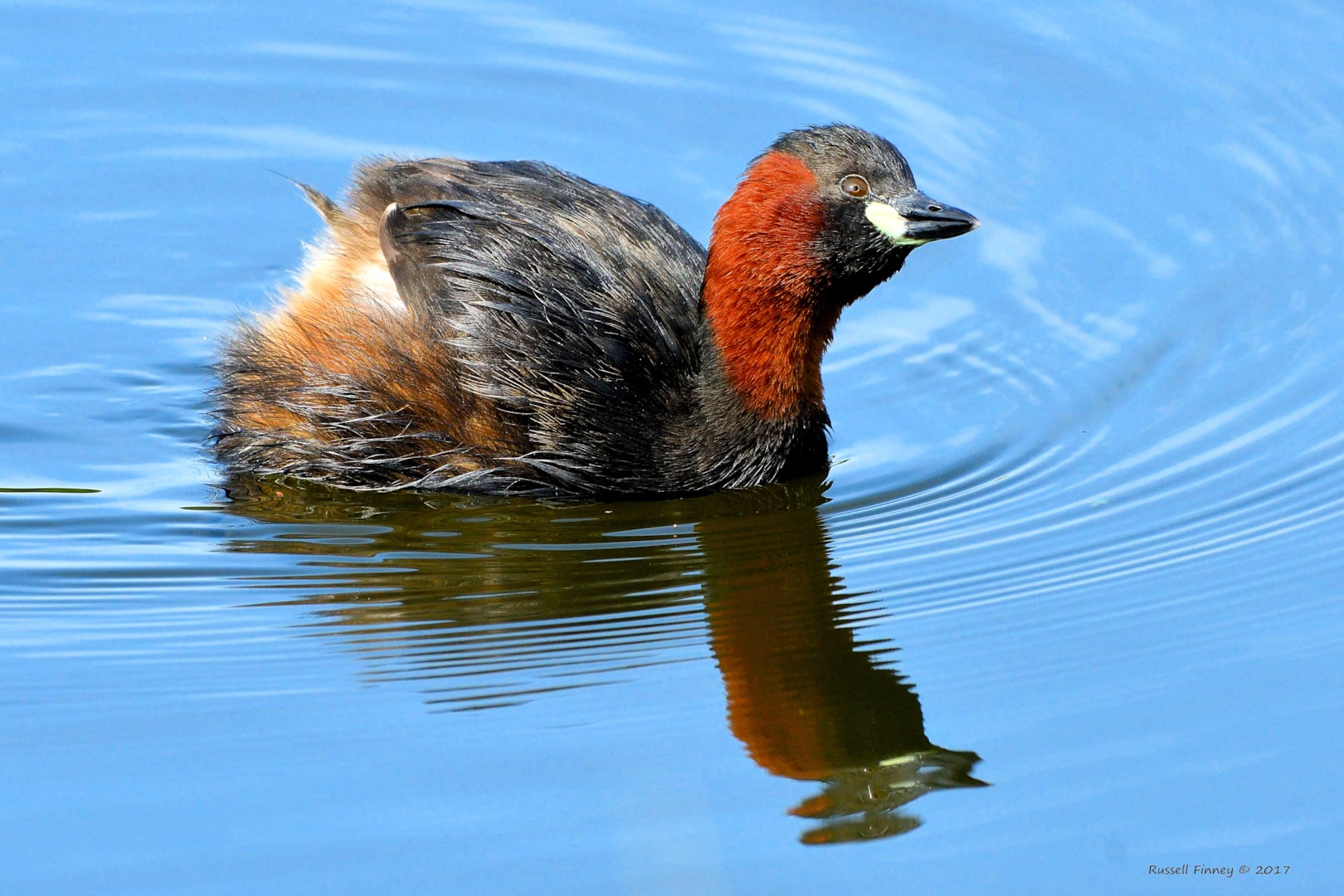 Little Grebe by Russell Finney - BirdGuides
