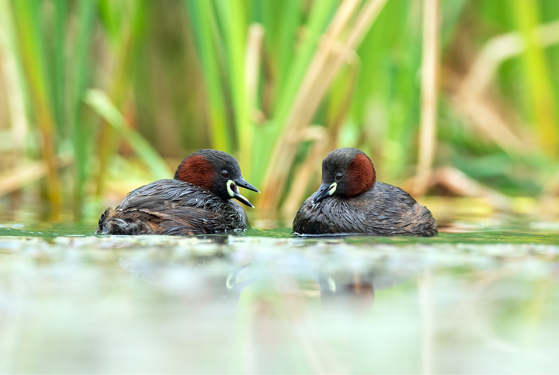 Little Grebe by Nigel Kiteley - BirdGuides