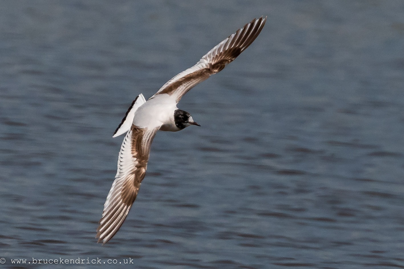 Little Gull by Bruce Kendrick - BirdGuides