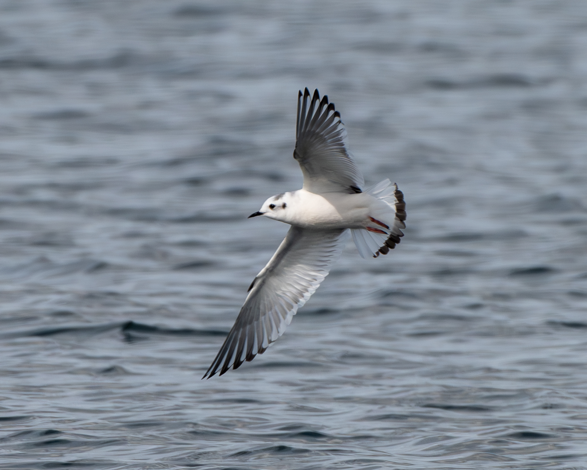 Little Gull by Tom Hines - BirdGuides