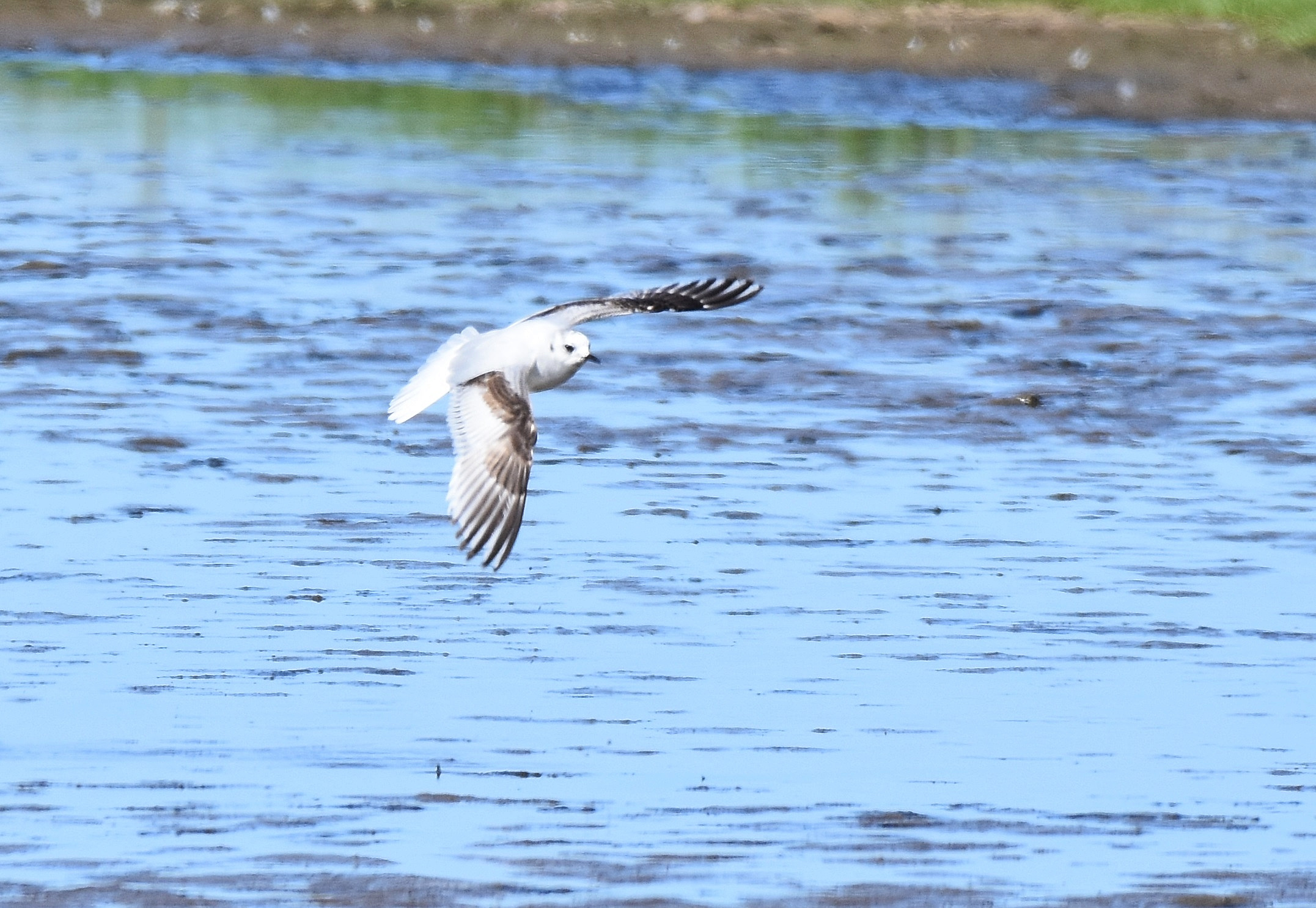 Musselburgh Lagoons Birdwatching Site - BirdGuides