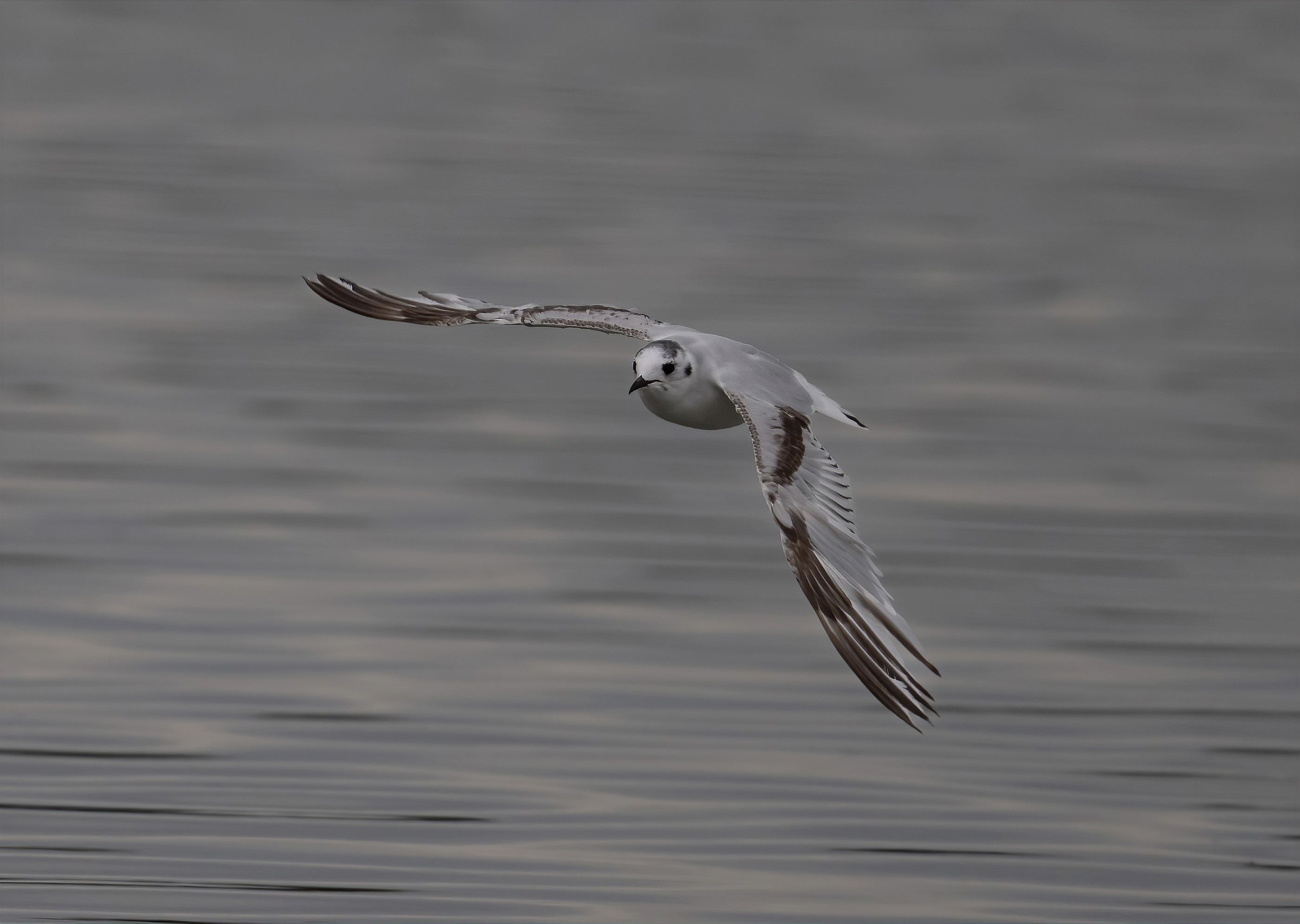 Little Gull by RICHARD GABB - BirdGuides
