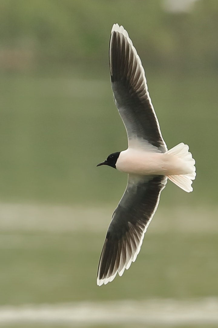 Little Gull by Mike Trew - BirdGuides