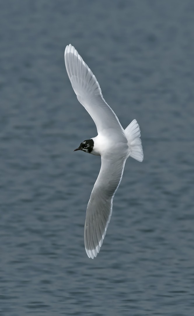 Little Gull by Steve Young - BirdGuides