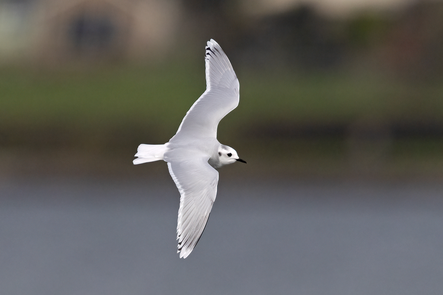 Little Gull by Gary Thoburn - BirdGuides