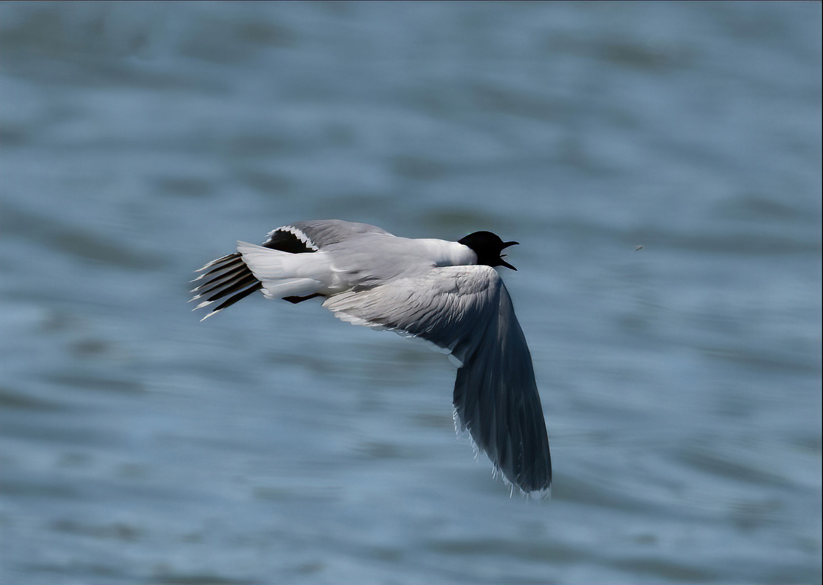 Little Gull by RICHARD GABB - BirdGuides