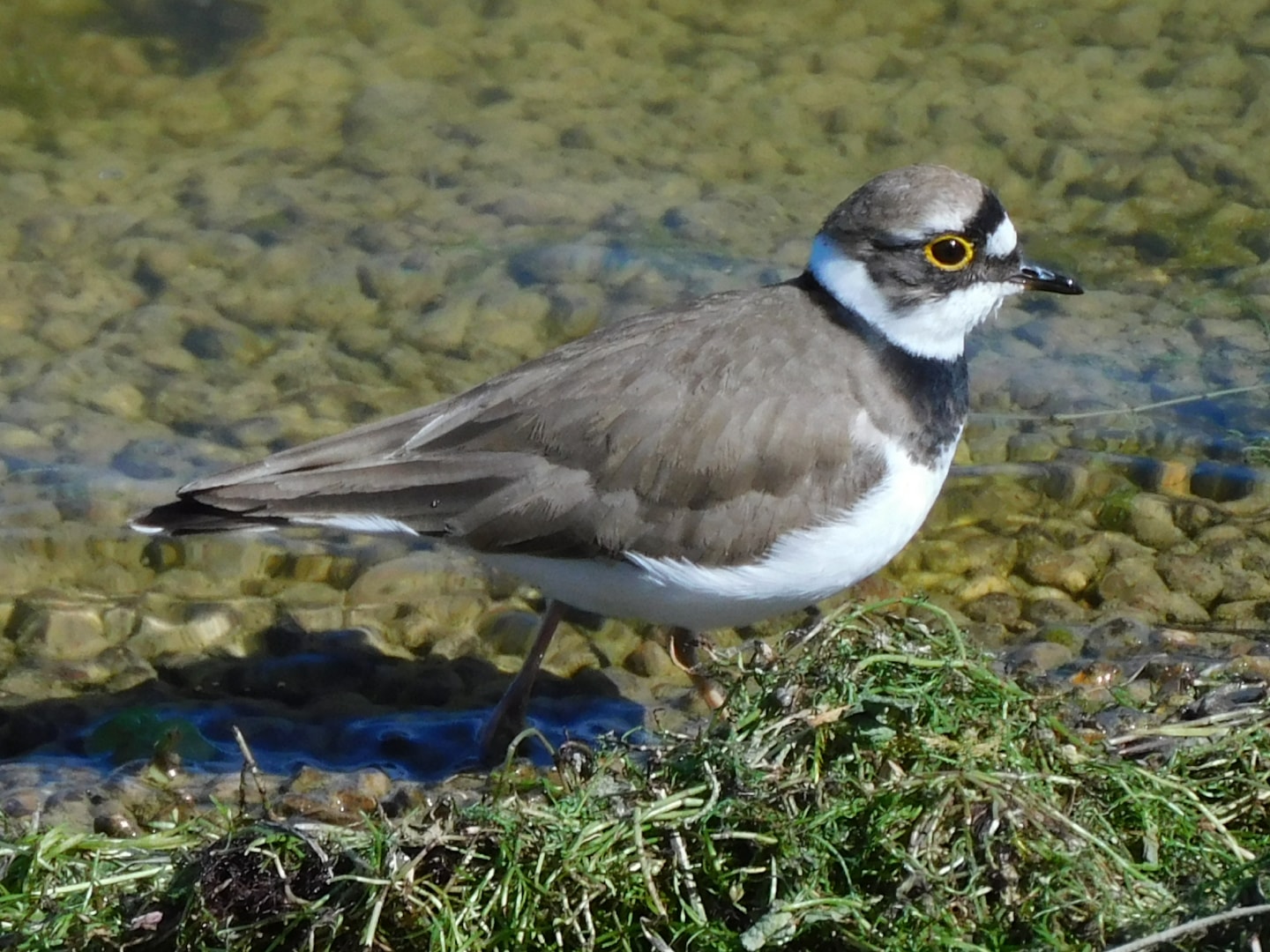 Little Ringed Plover by Michael Lawrence - BirdGuides