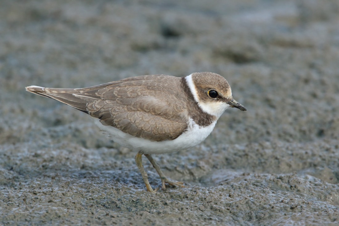 Little Ringed Plover by Chris Mayne - BirdGuides