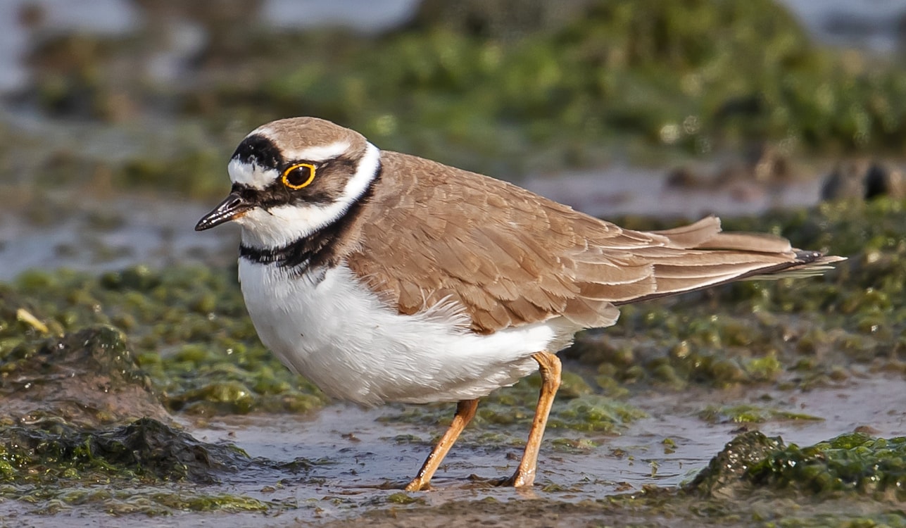 Little Ringed Plover by Rock Dweller - BirdGuides