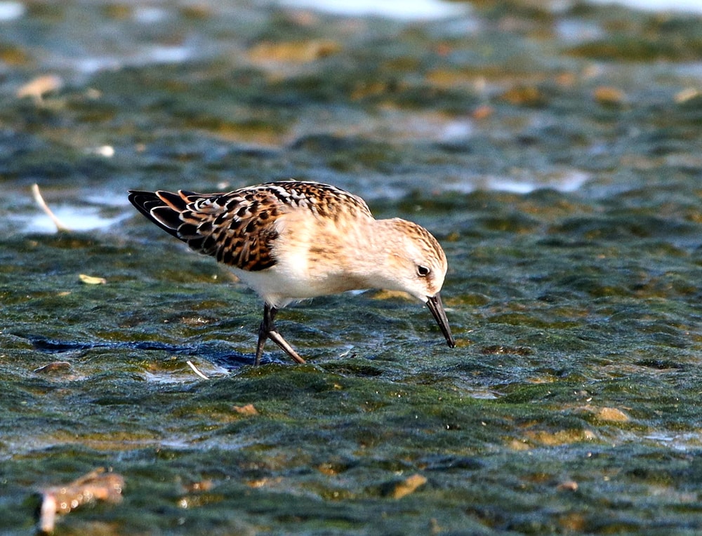 Little Stint by John Derick Elvidge - BirdGuides
