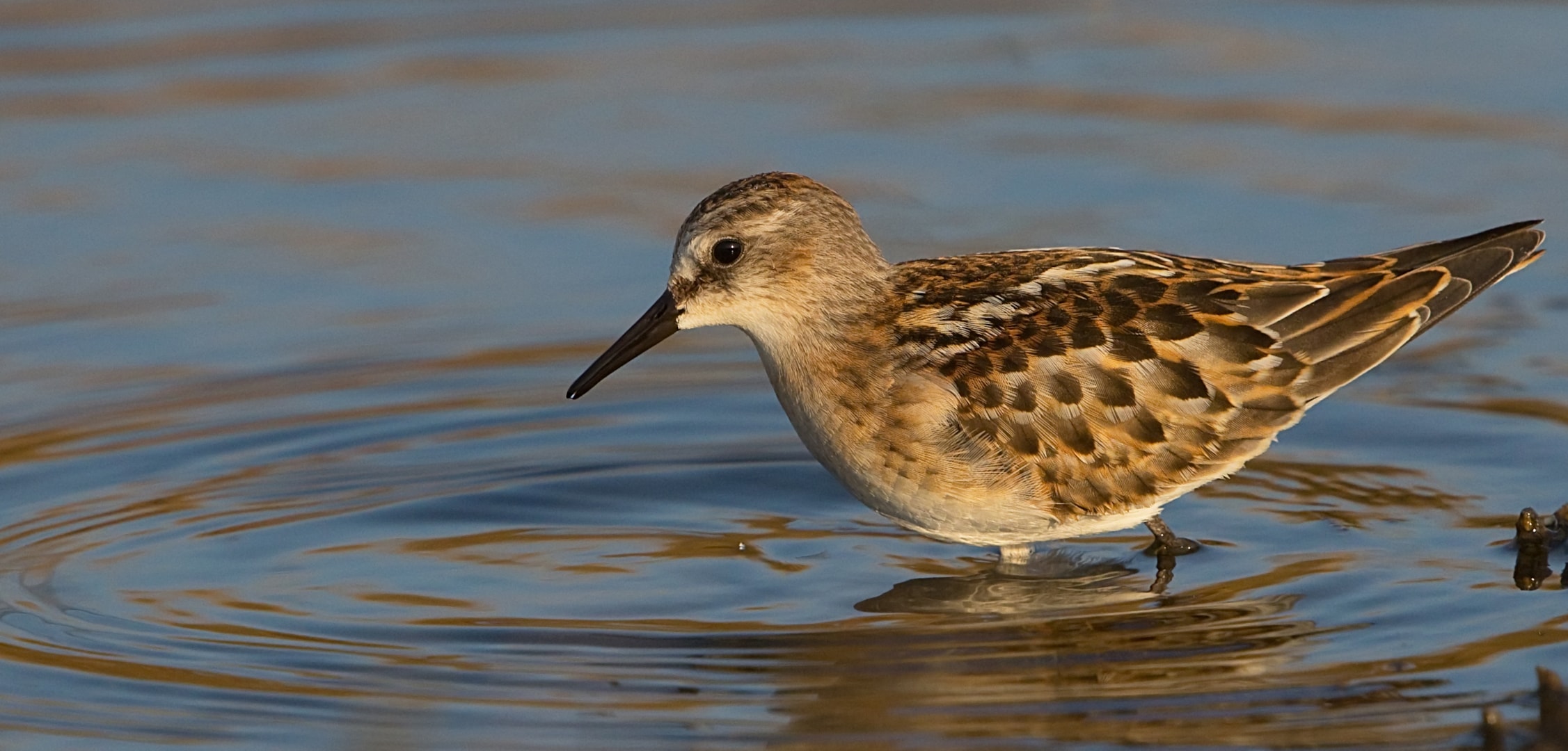 Little Stint by Nick Brown - BirdGuides