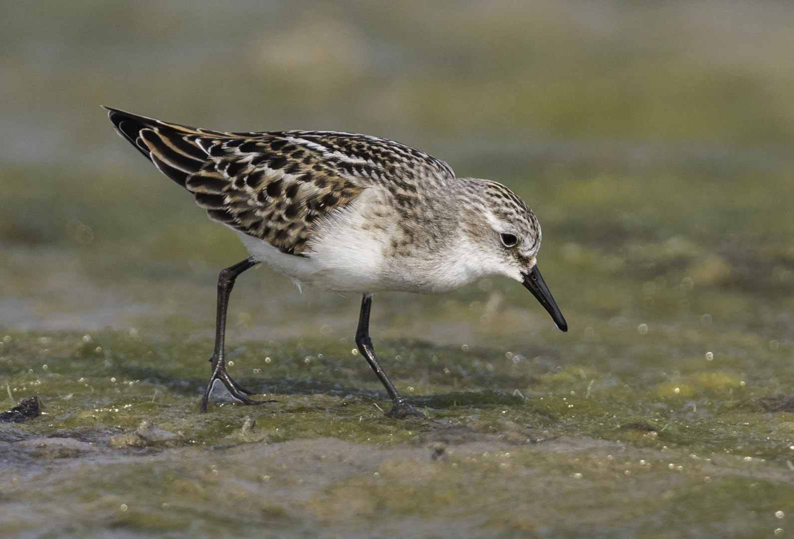 Little Stint by Geoff Dicker - BirdGuides