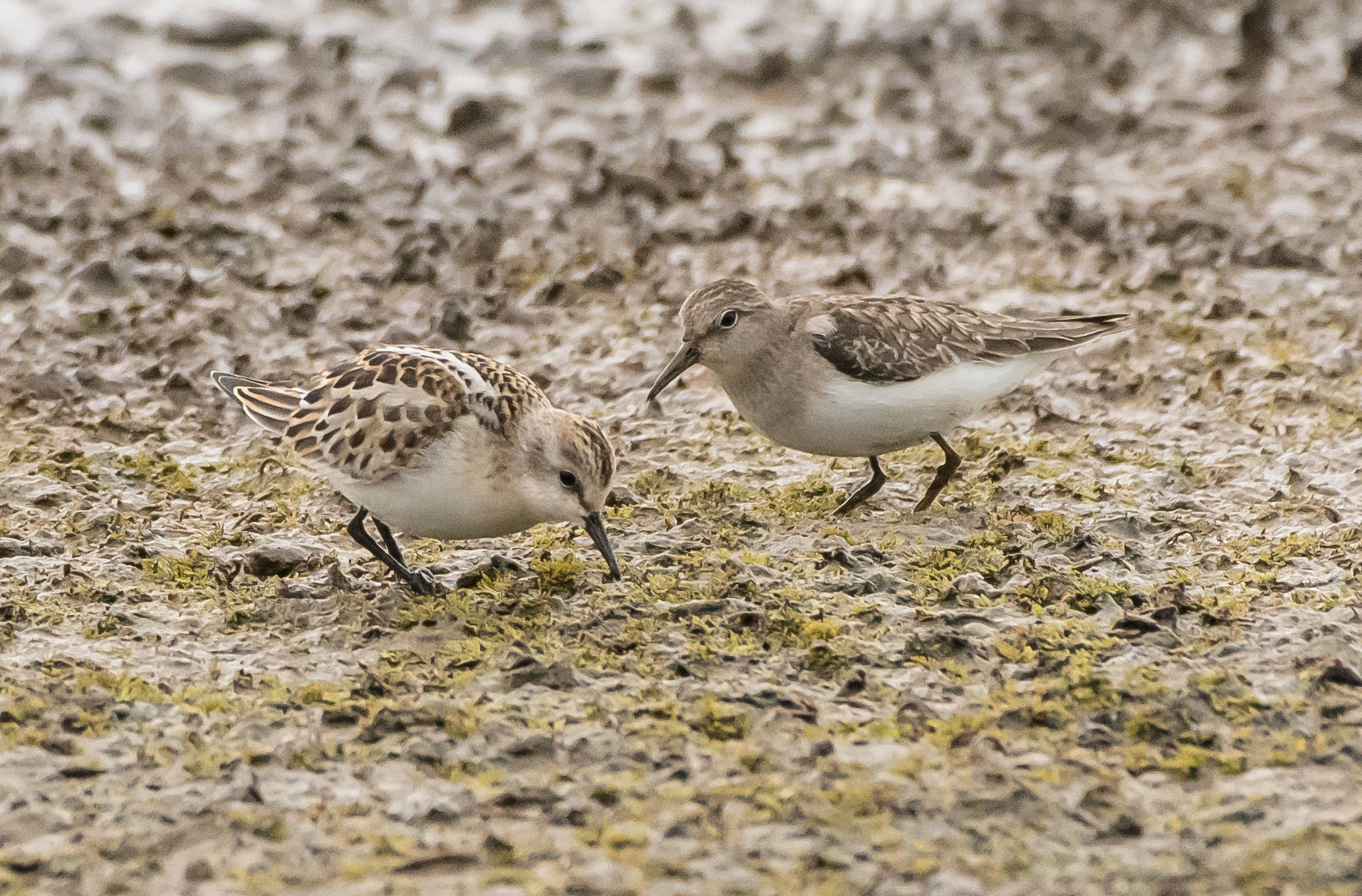 Temminck's Stint by Gary vause - BirdGuides