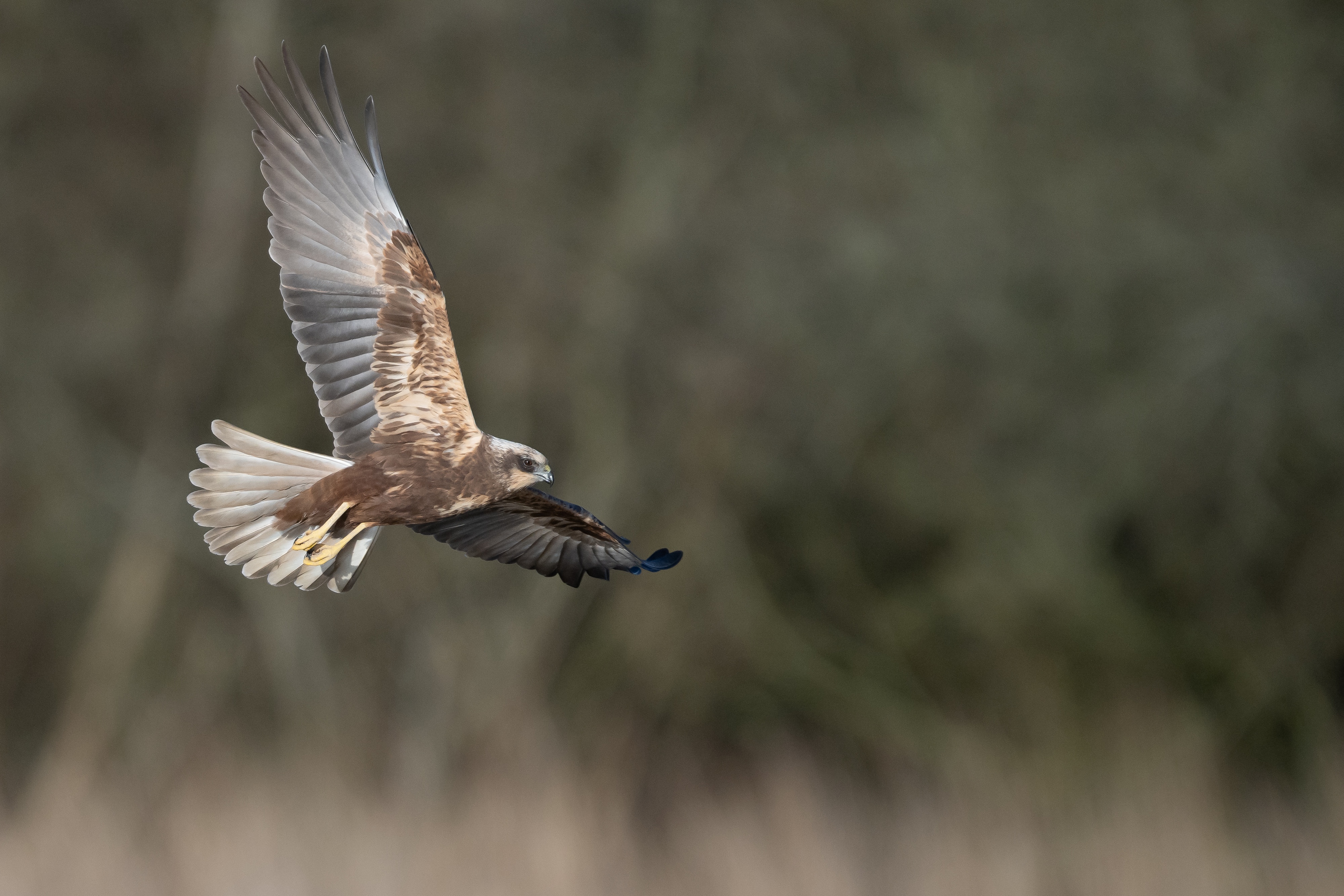 Western Marsh Harrier by Steve Bell - BirdGuides