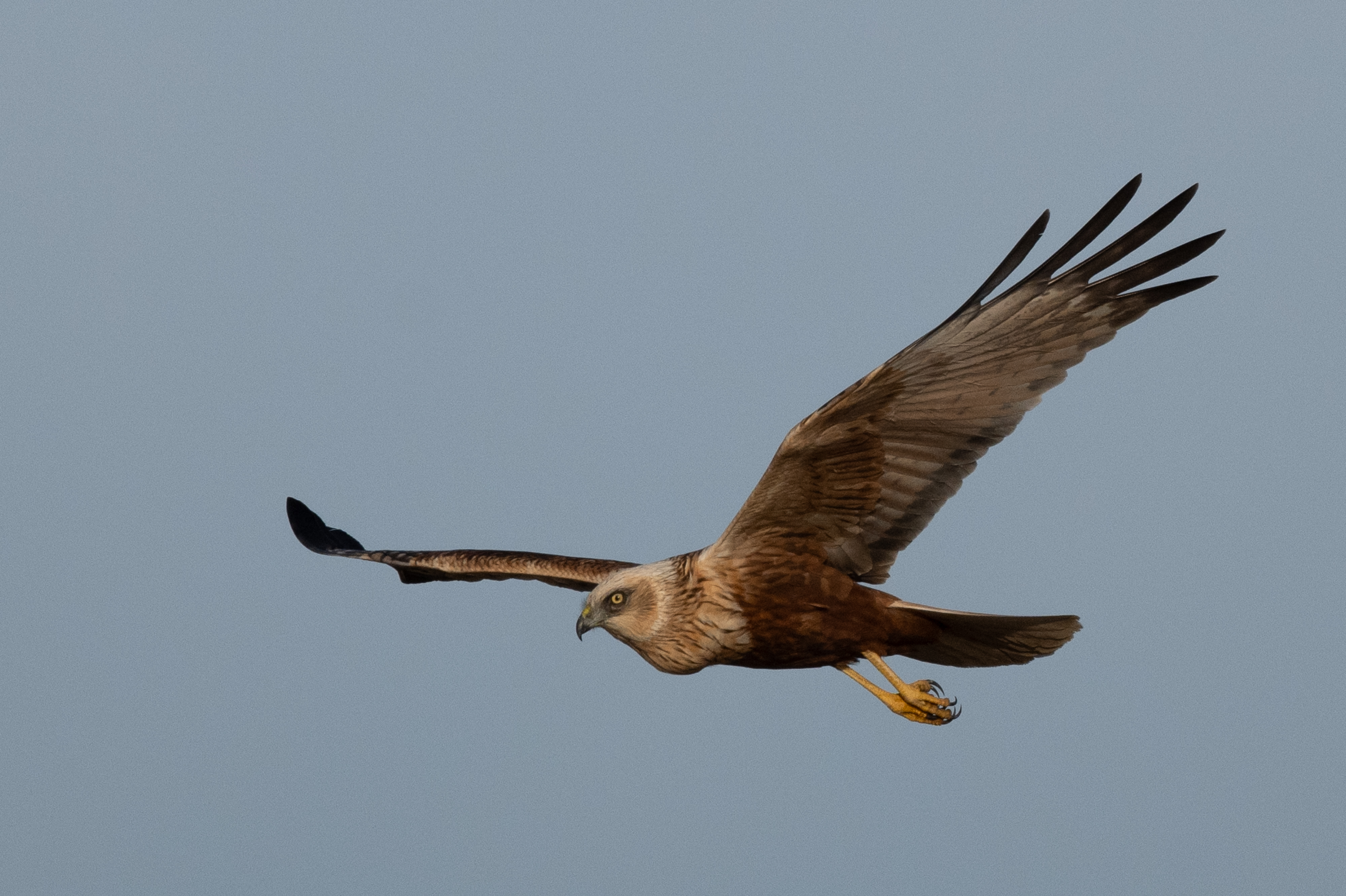 Western Marsh Harrier by Steve Bell - BirdGuides