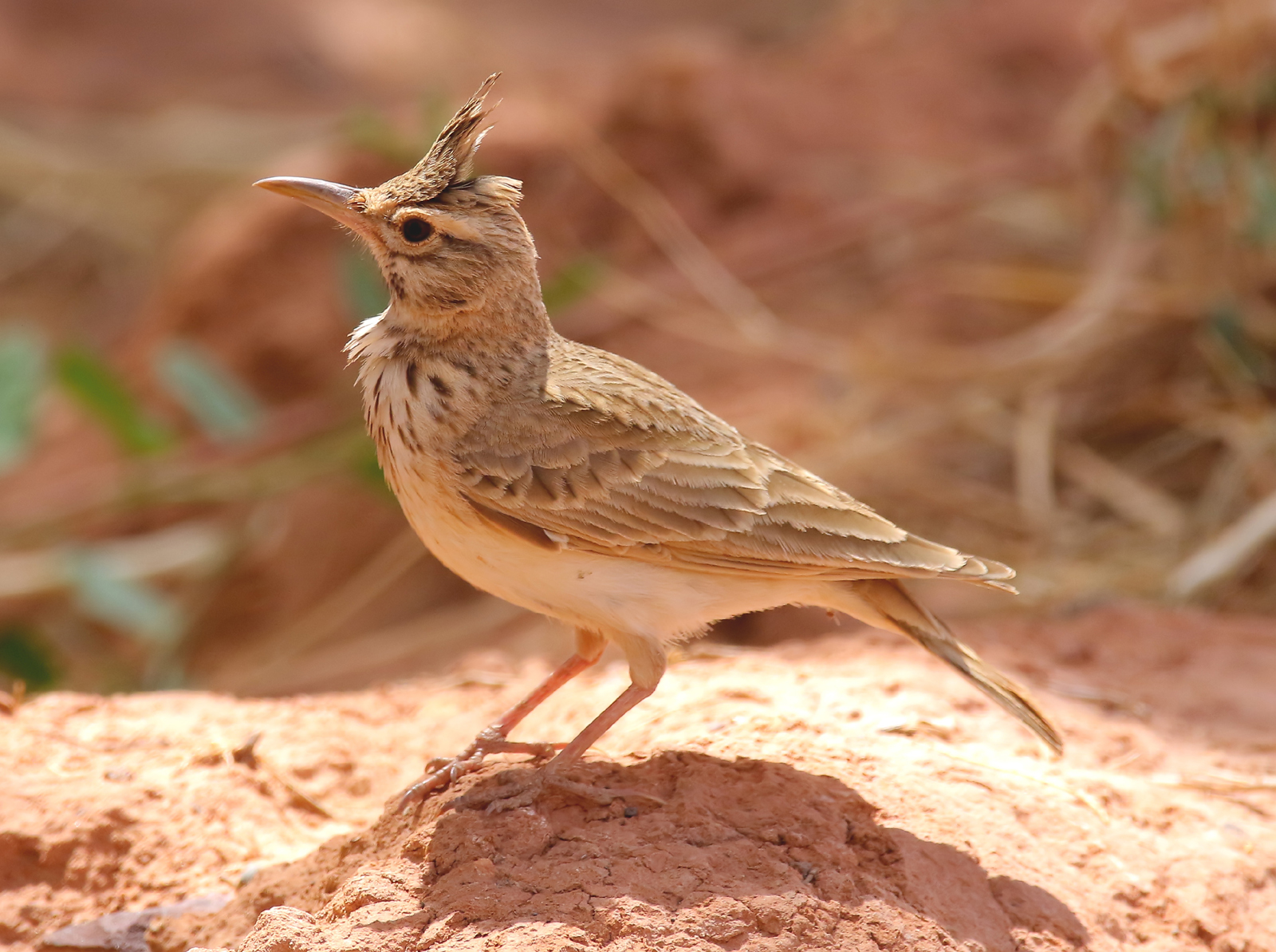 Details : Maghreb Lark - BirdGuides