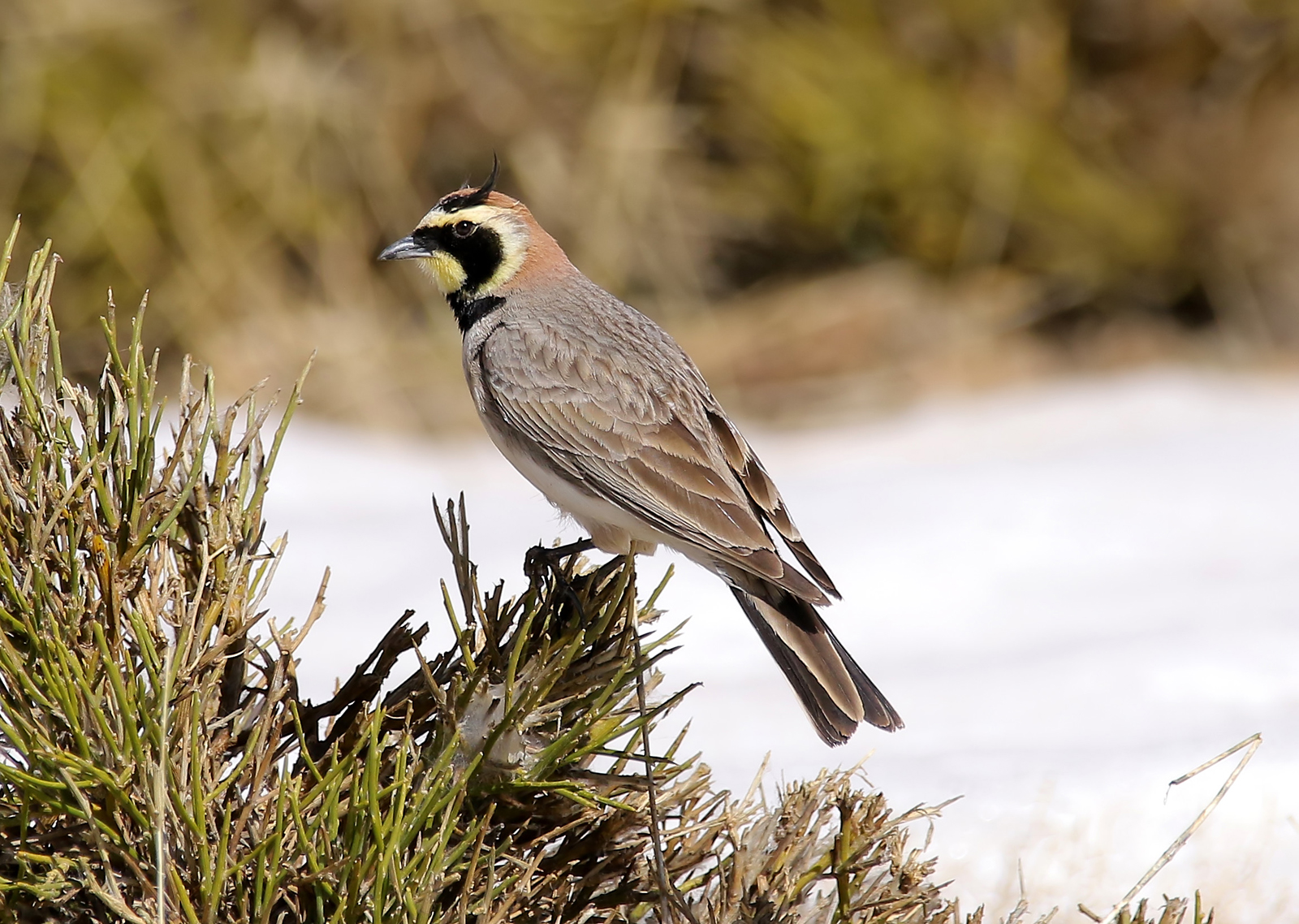 Details : Shore Lark - BirdGuides