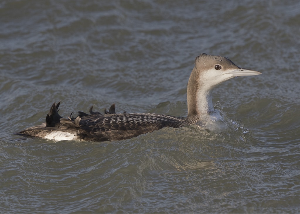Black-throated Diver by Steve Ashton - BirdGuides