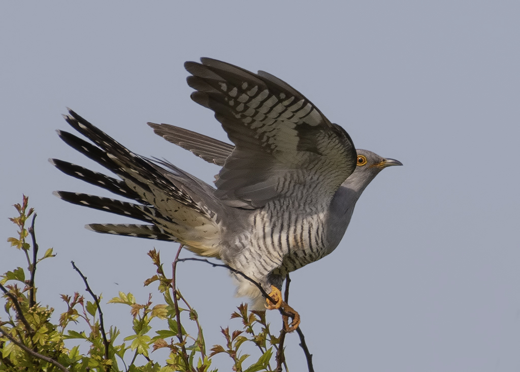 Details : Common Cuckoo - BirdGuides