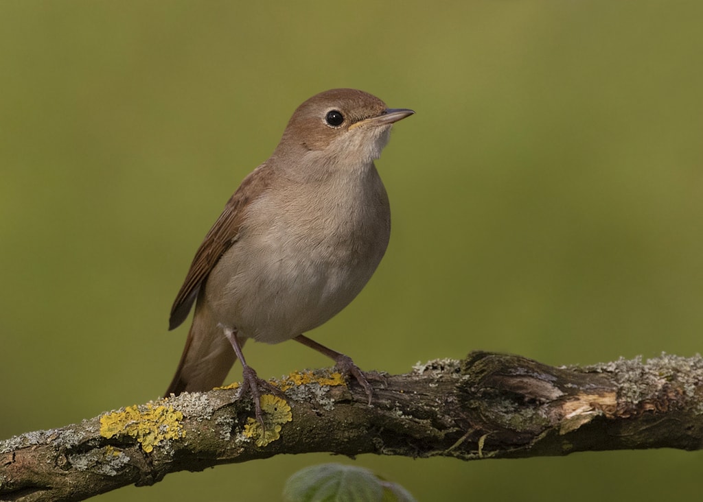 Common Nightingale by Steve Ashton - BirdGuides