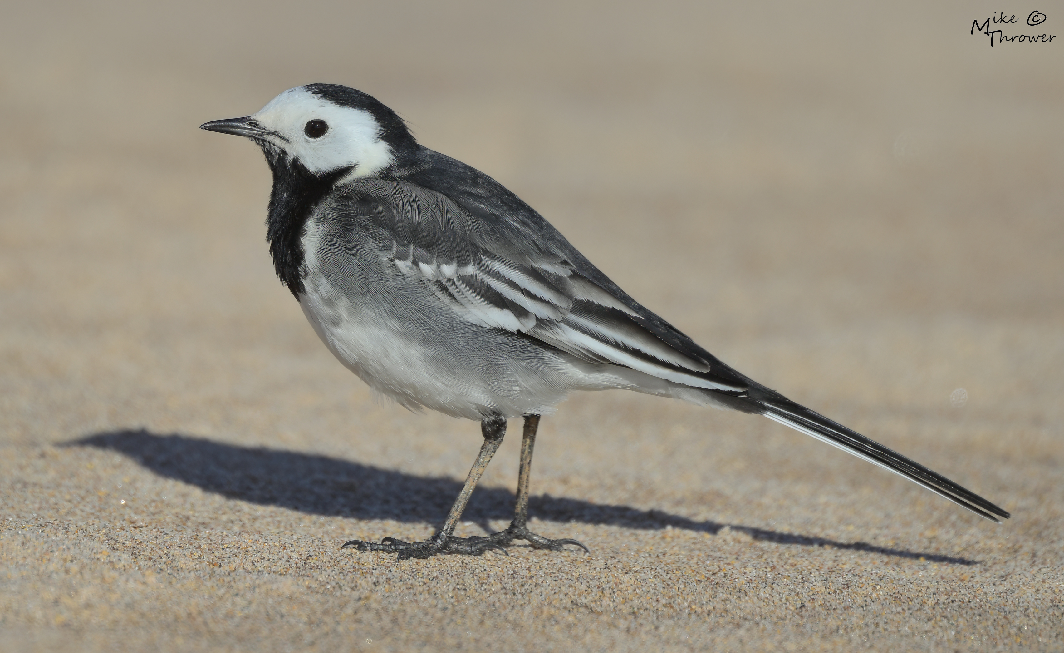 Pied Wagtail by Mike Thrower - BirdGuides