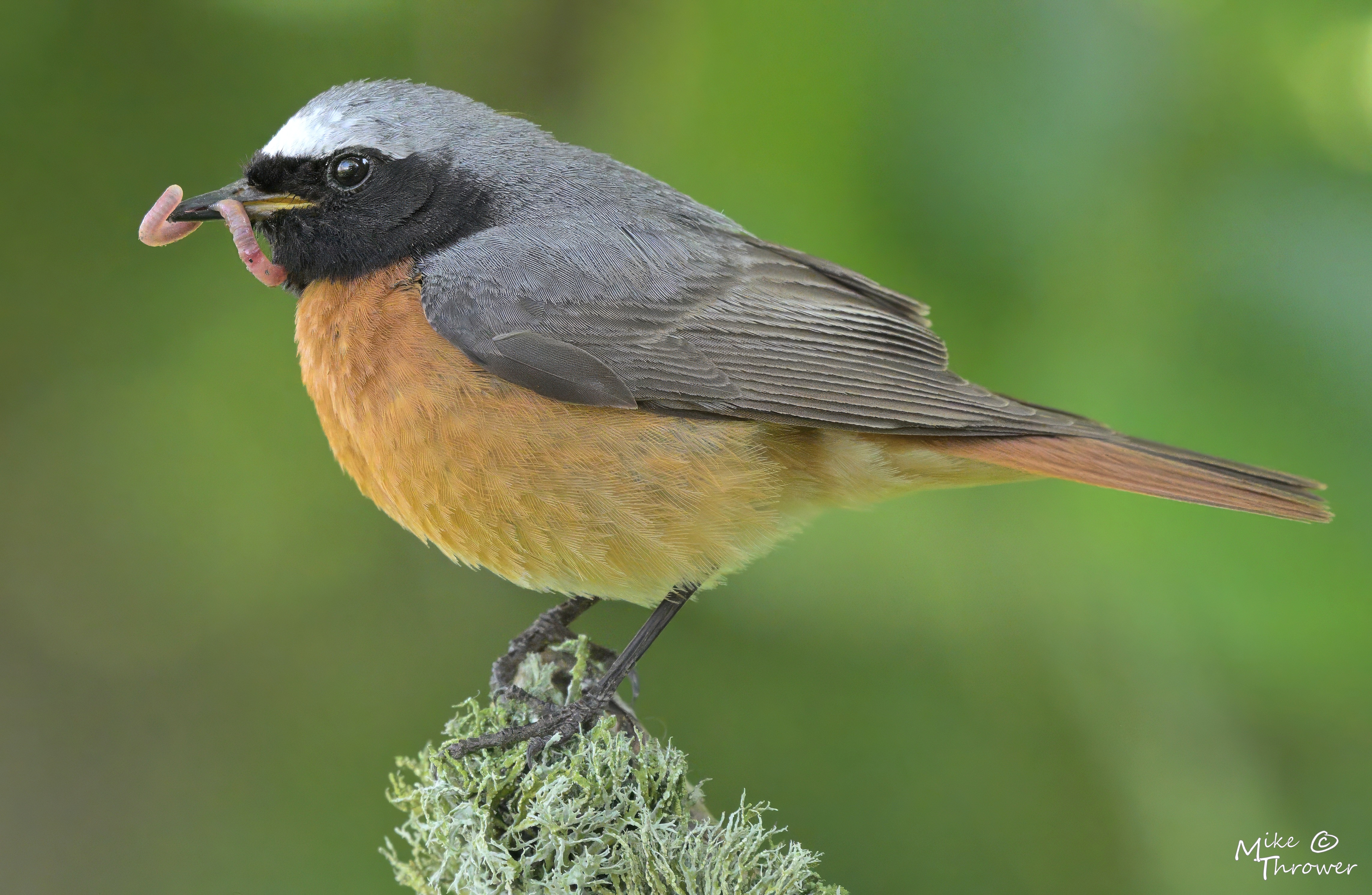 Common Redstart by Mike Thrower - BirdGuides
