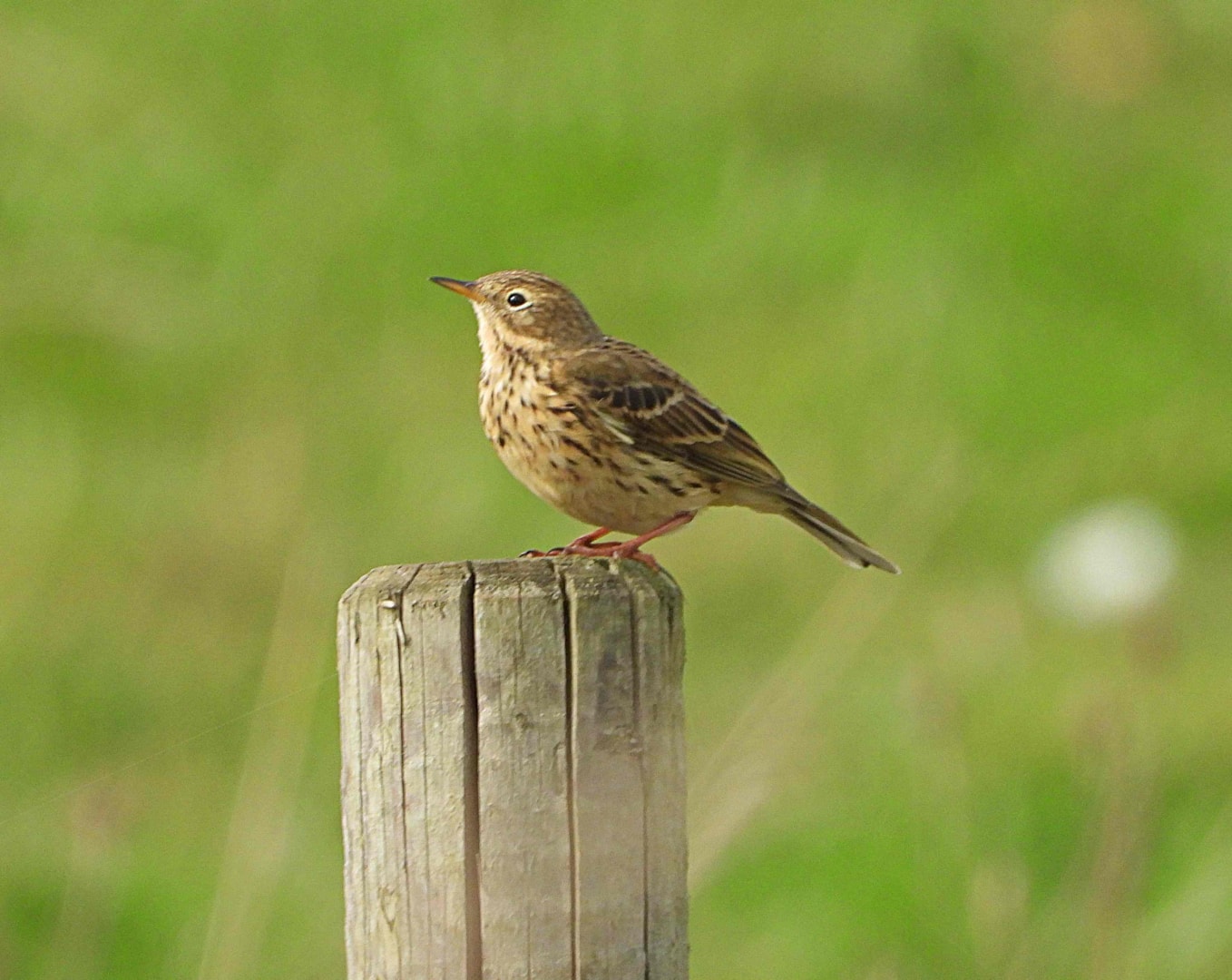 Meadow Pipit by Dave Ward - BirdGuides