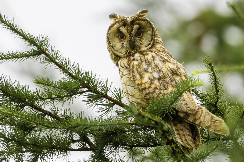Long-eared Owl by Mark Begg - BirdGuides