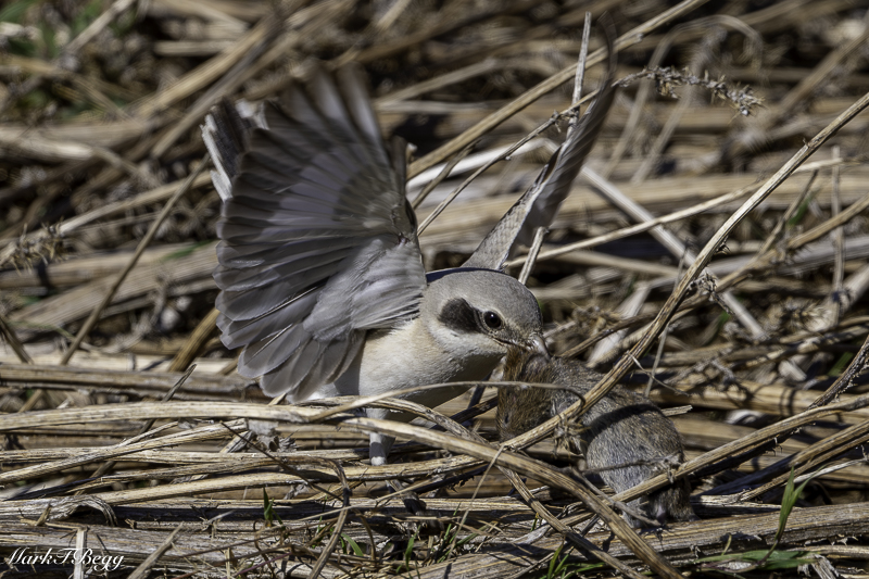 Steppe Grey Shrike by Mark Begg - BirdGuides