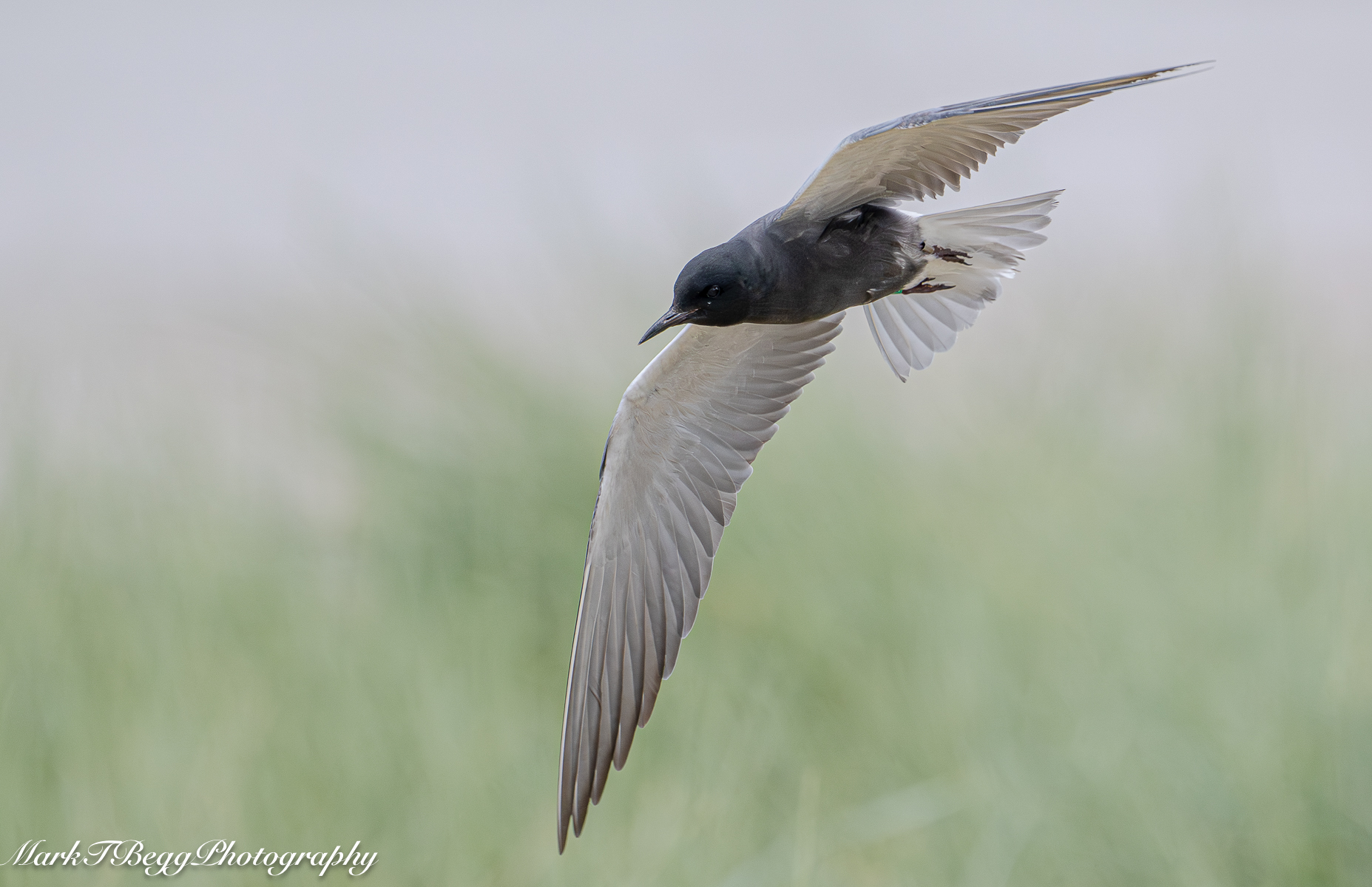 American Black Tern by Mark Begg - BirdGuides