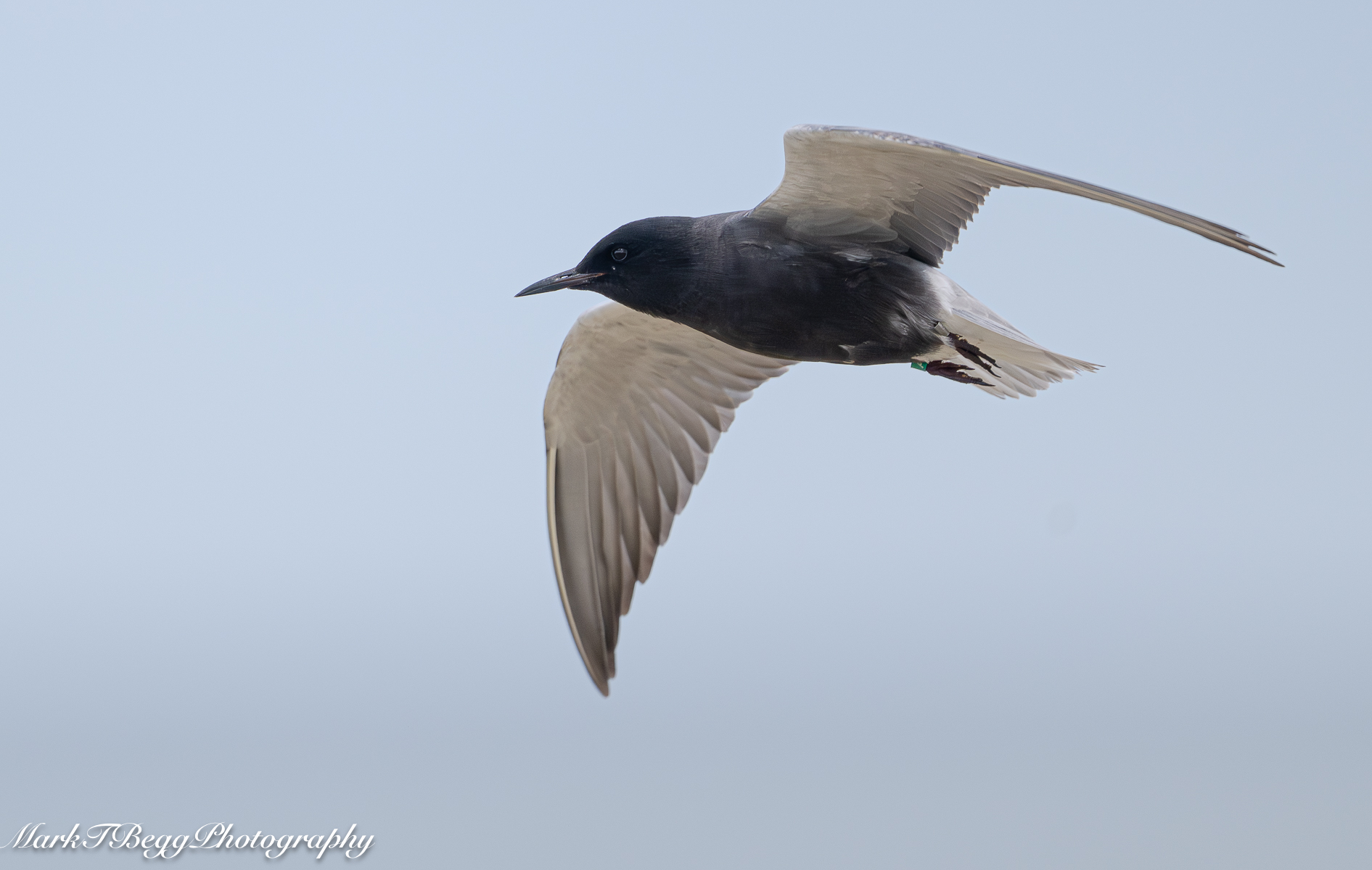 American Black Tern by Mark Begg - BirdGuides