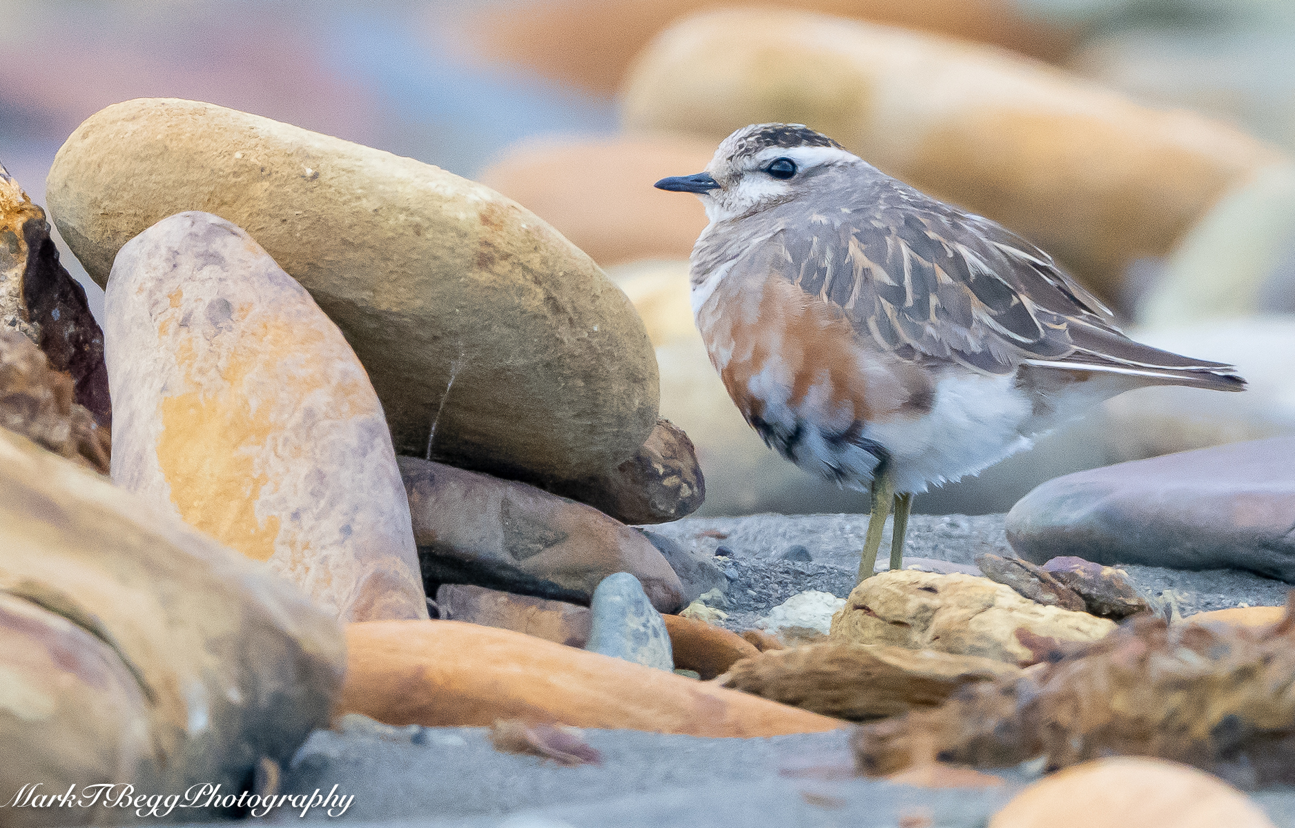 Eurasian Dotterel by Mark Begg - BirdGuides
