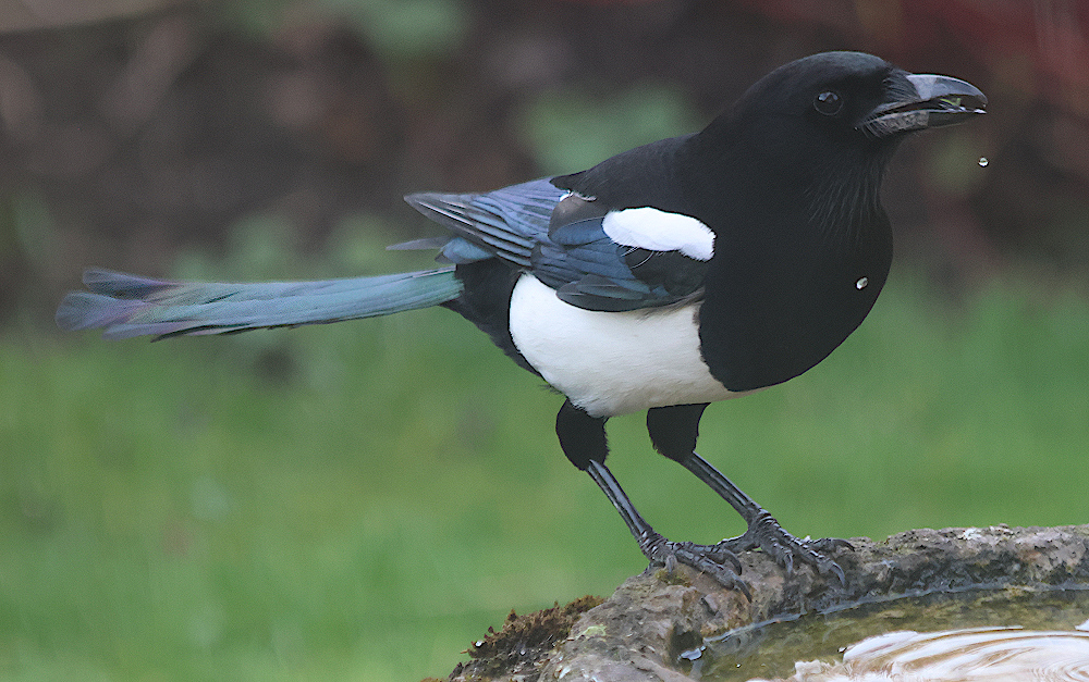 Magpie by David A Johnston - BirdGuides