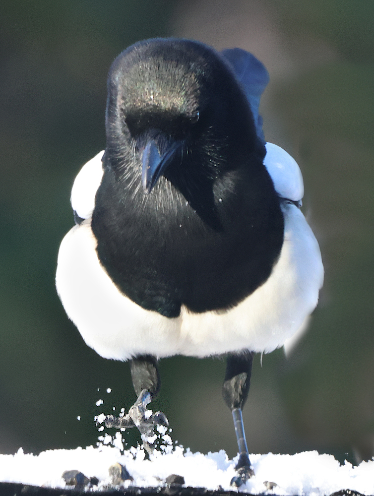 Magpie by David A Johnston - BirdGuides