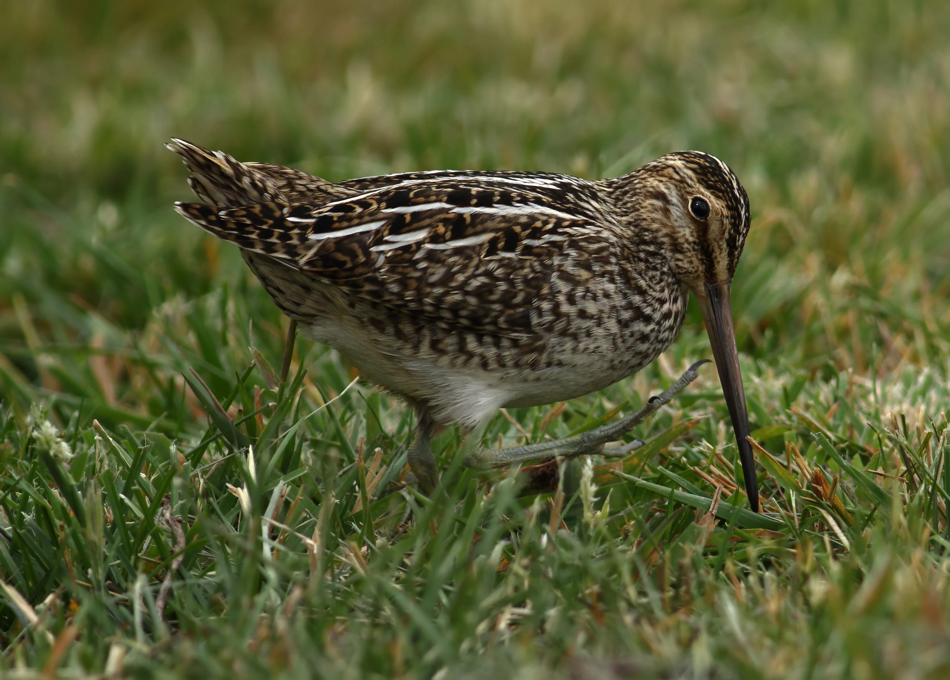 Details : Magellanic Snipe - BirdGuides