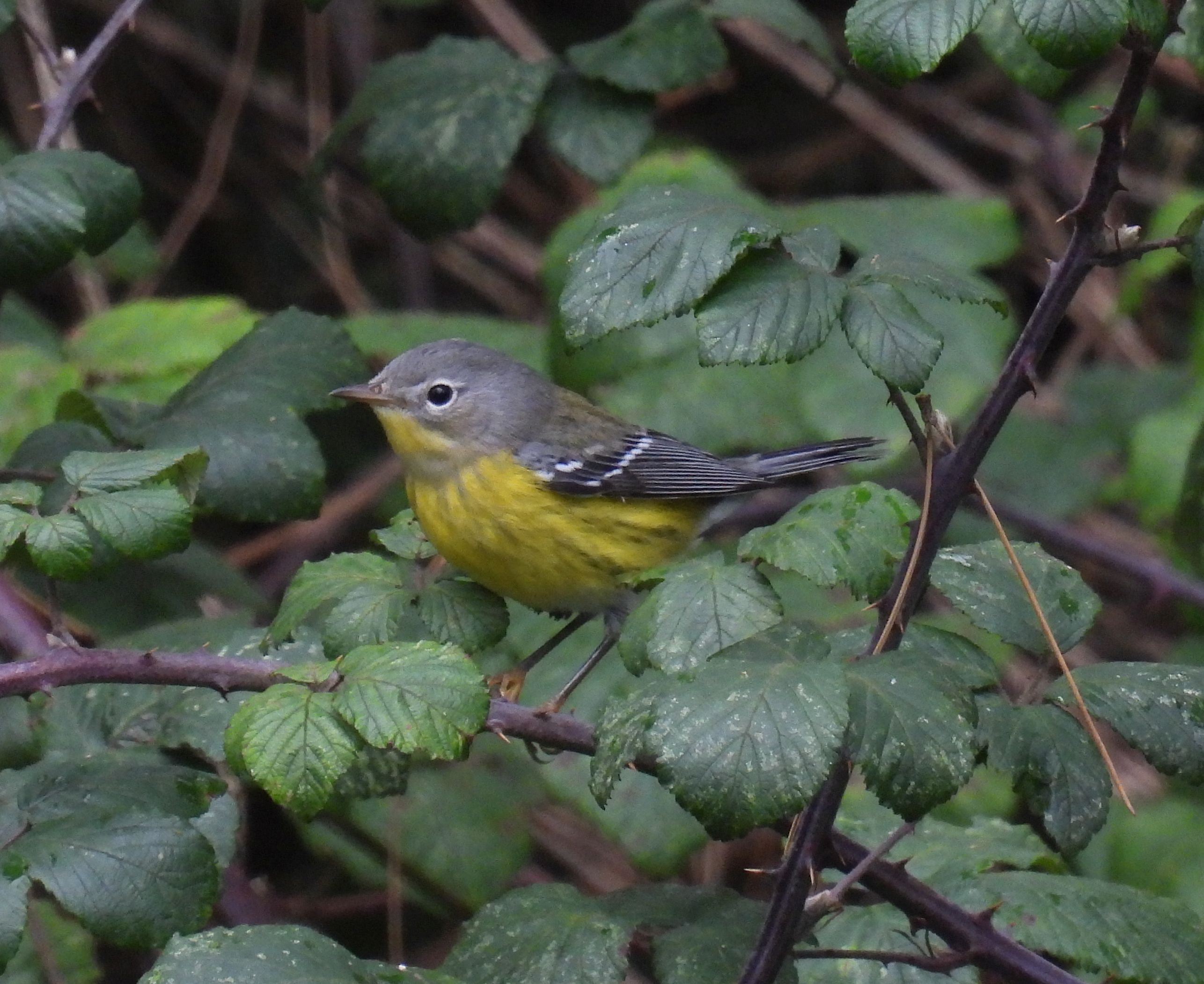 Magnolia Warbler by Nigel Sluman - BirdGuides