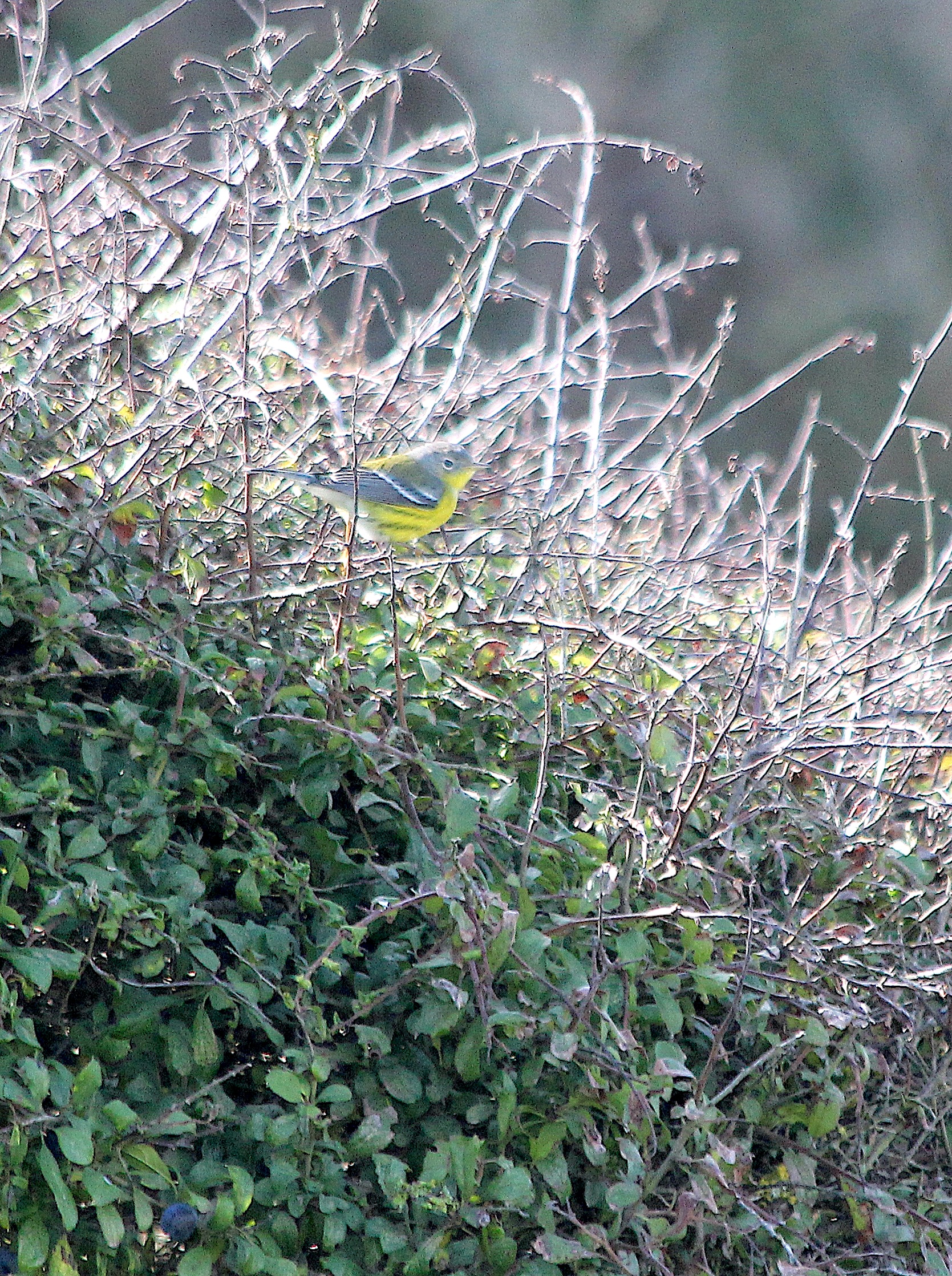 Magnolia Warbler by Eddie Wang - BirdGuides