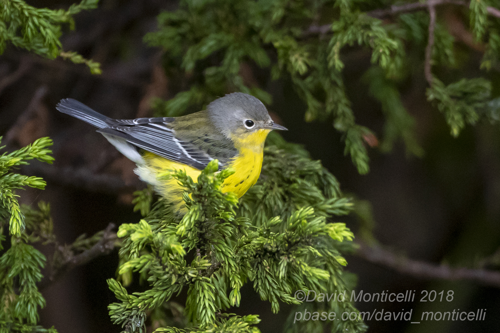 Magnolia Warbler by David Monticelli - BirdGuides