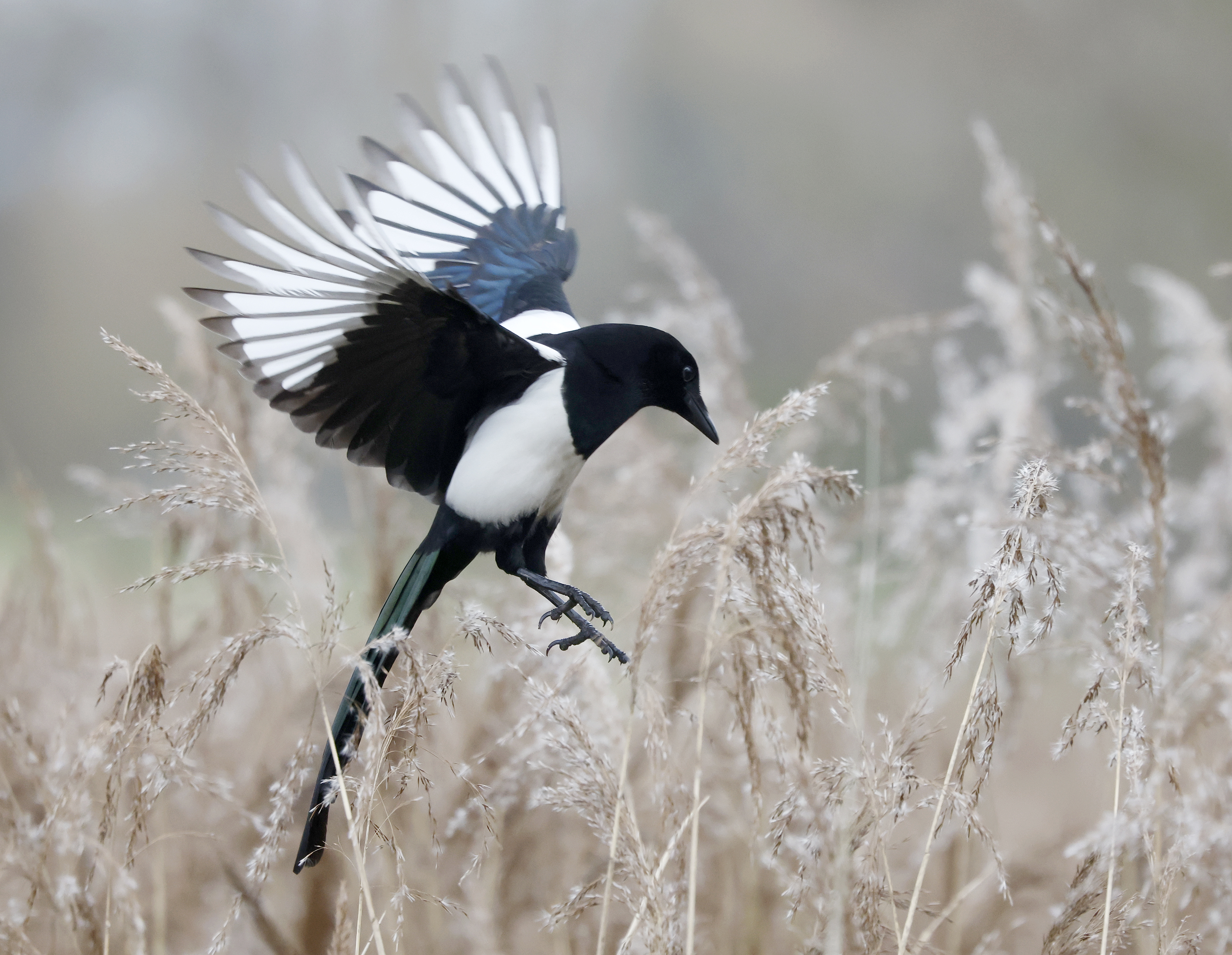Magpie by Mike Haberfield - BirdGuides