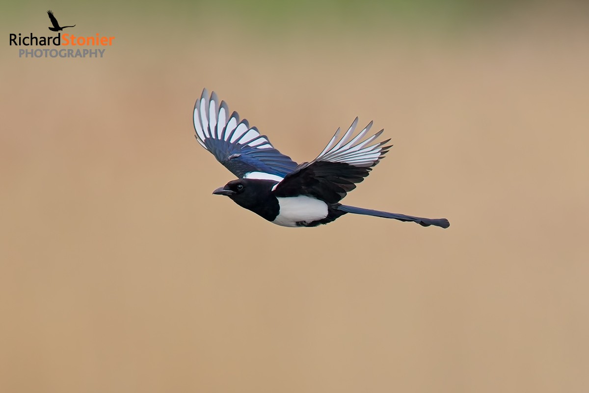 Magpie by Richard Stonier - BirdGuides