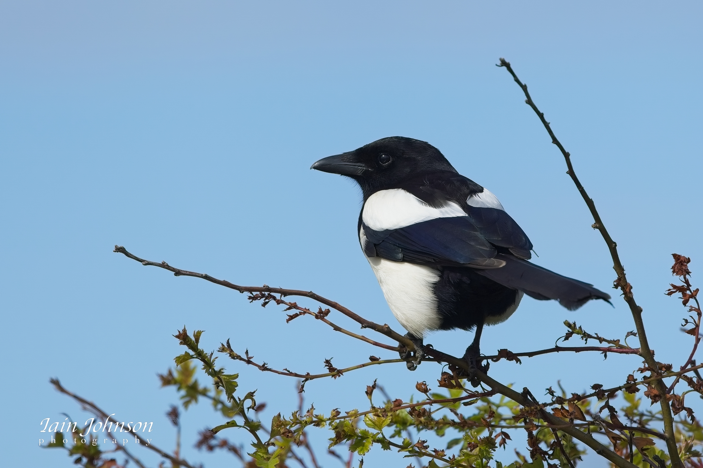 Magpie by Iain Johnson - BirdGuides
