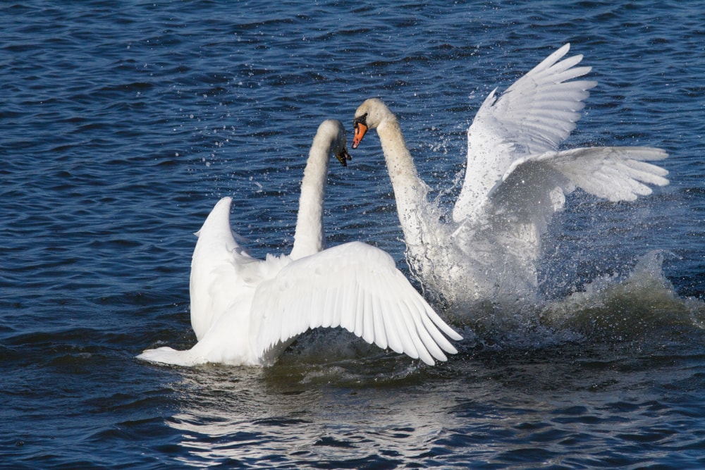 Swans most aggressive to each other, study finds - BirdGuides