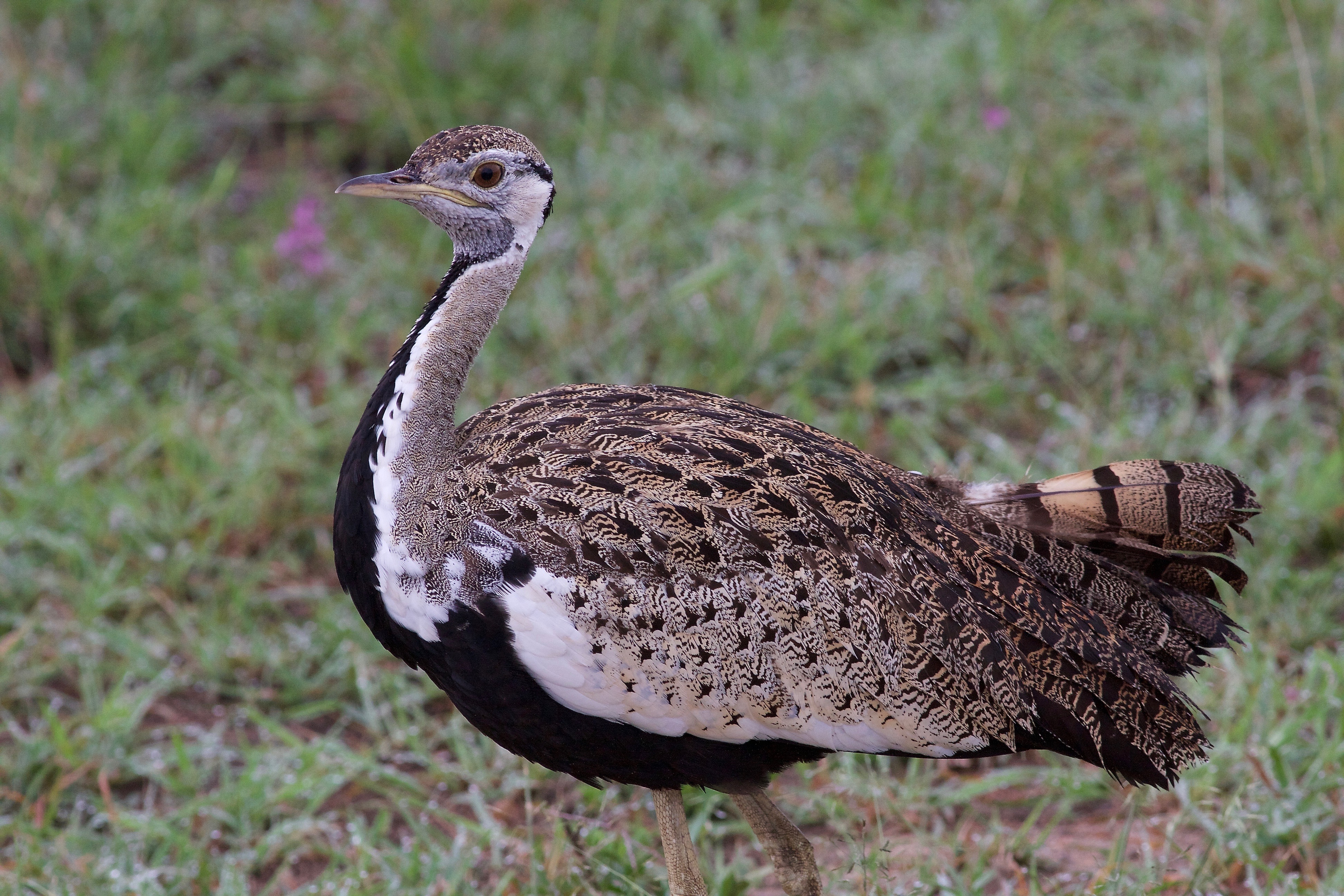 Details : Black-bellied Bustard - BirdGuides