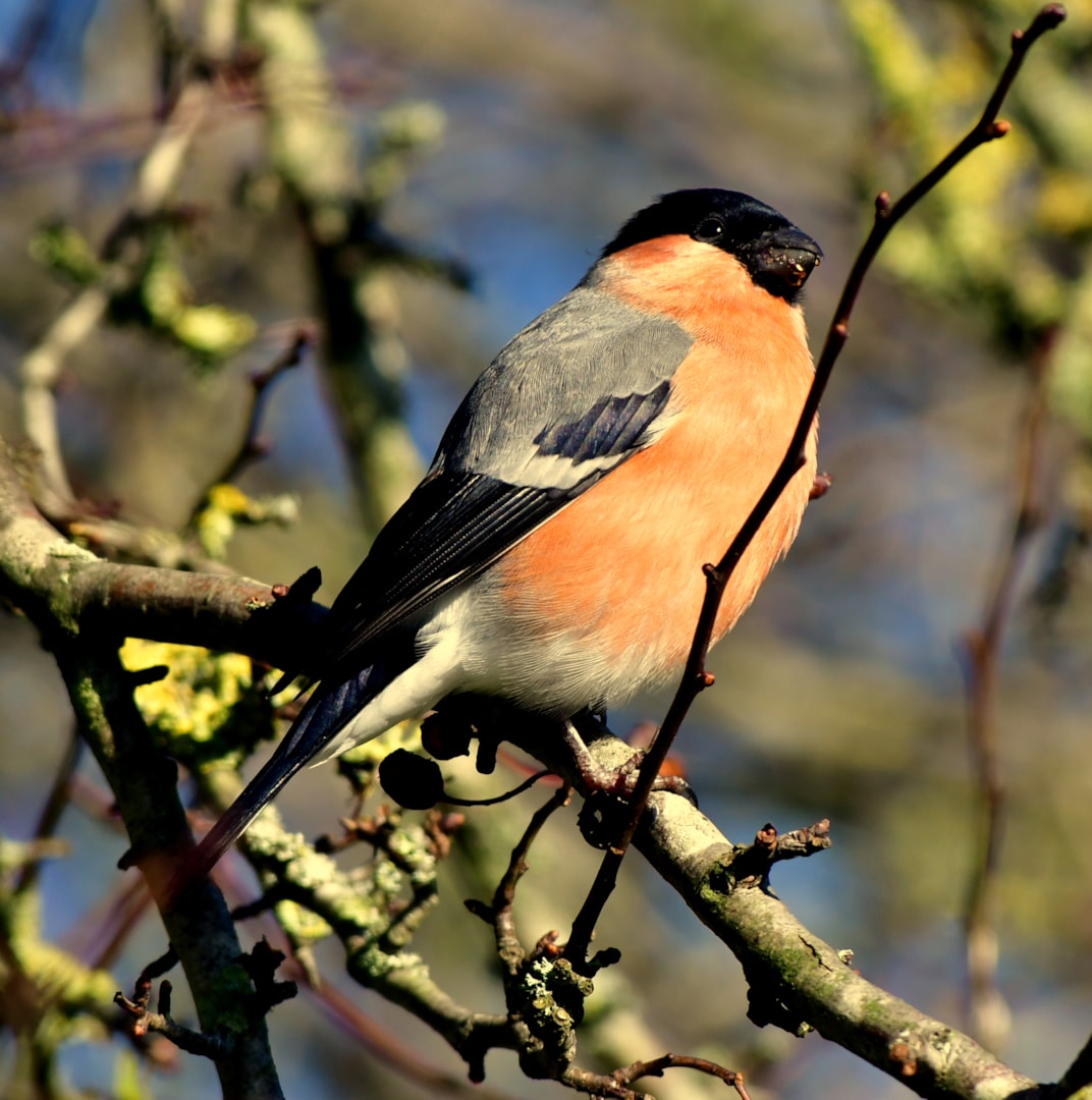 Eurasian Bullfinch by Michael Neate - BirdGuides