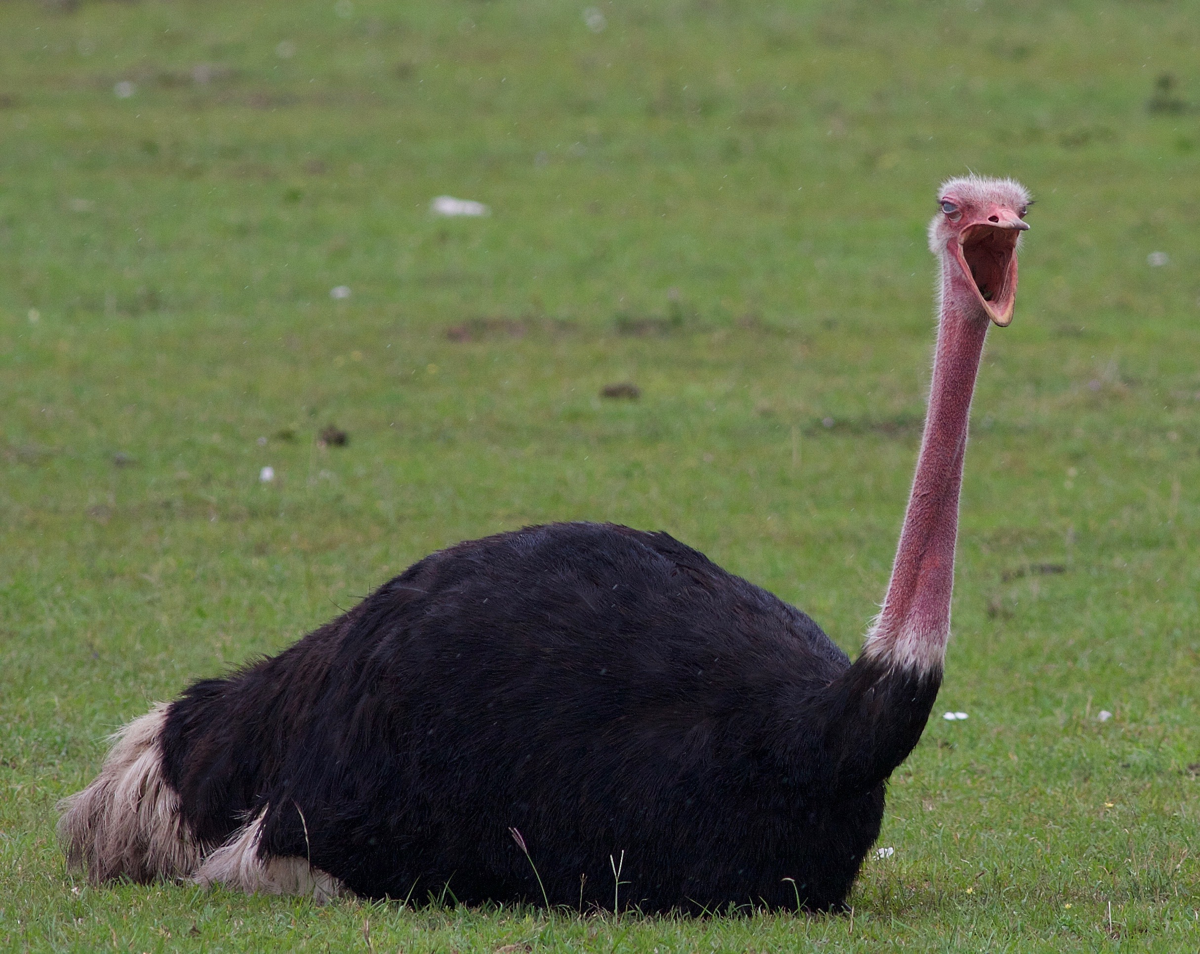 Details : Common Ostrich - BirdGuides