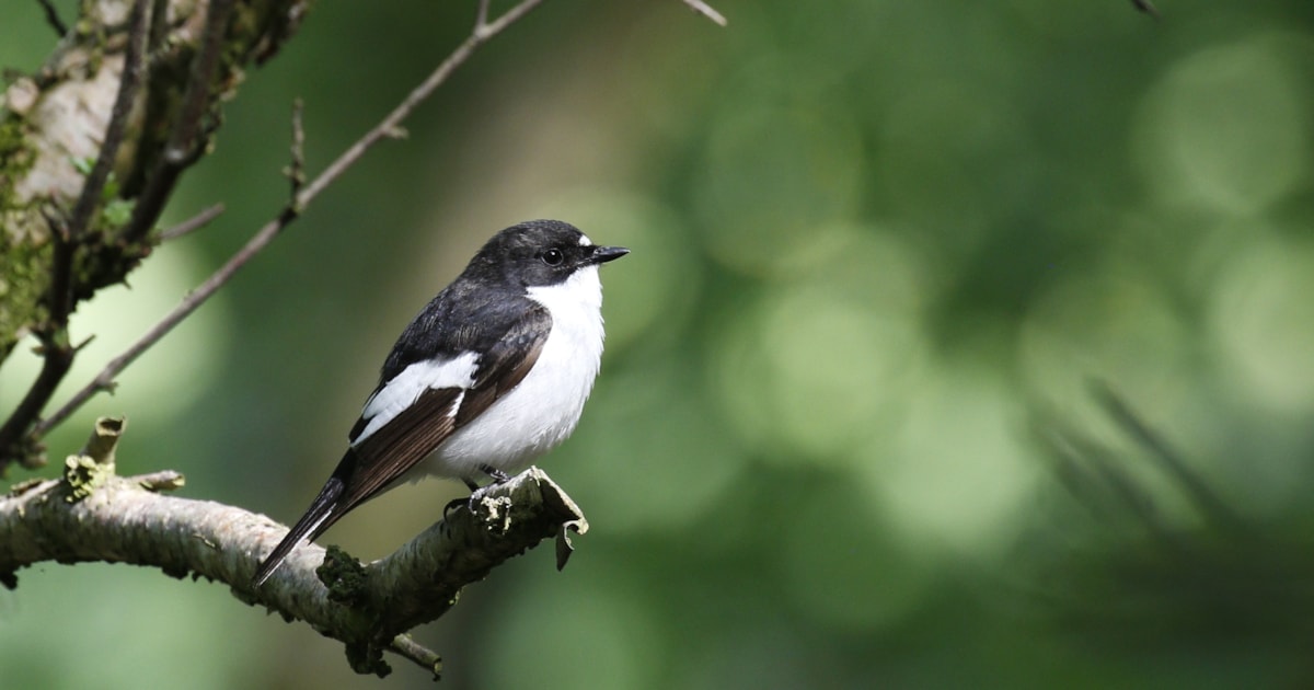 Grant set to boost Welsh woodland birds - BirdGuides