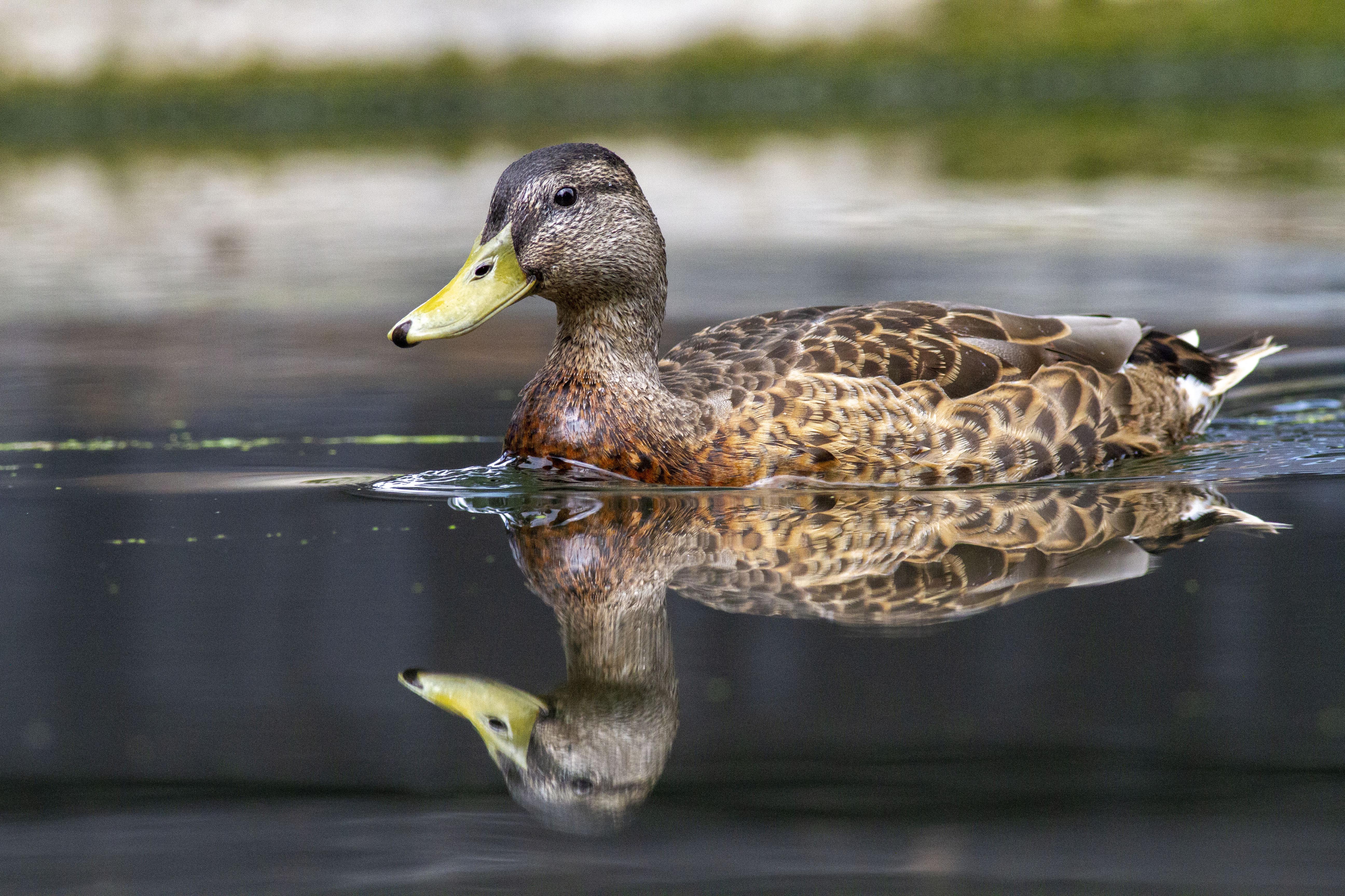 Teens with catapults kill 20 birds in Dorset town - BirdGuides