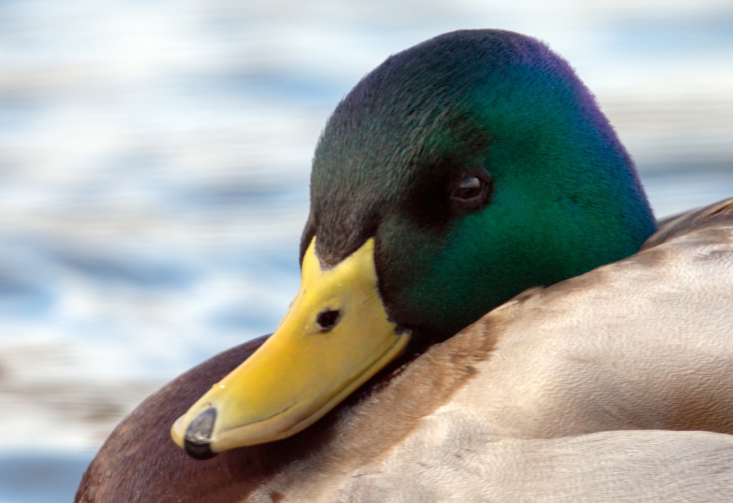 Mallard by Bill Gilmour - BirdGuides